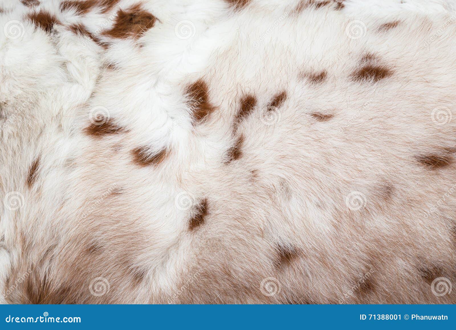 1,586 Horse Fur Texture Photos - Free & Royalty-Free Stock Photos from ...