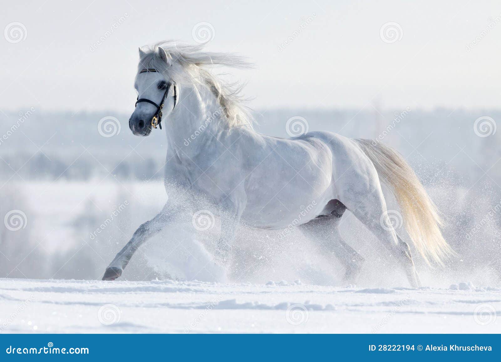 White Horse Galloping Across the Field in Winter. Stock Photo - Image ...