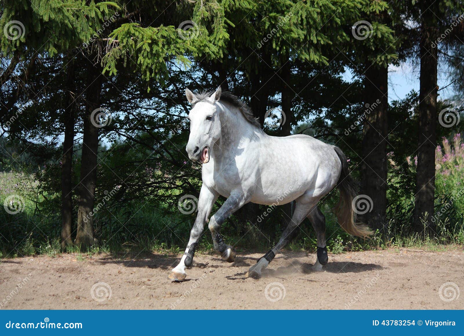 White Horse Galloping at the Field and Smiling Stock Photo - Image of ...