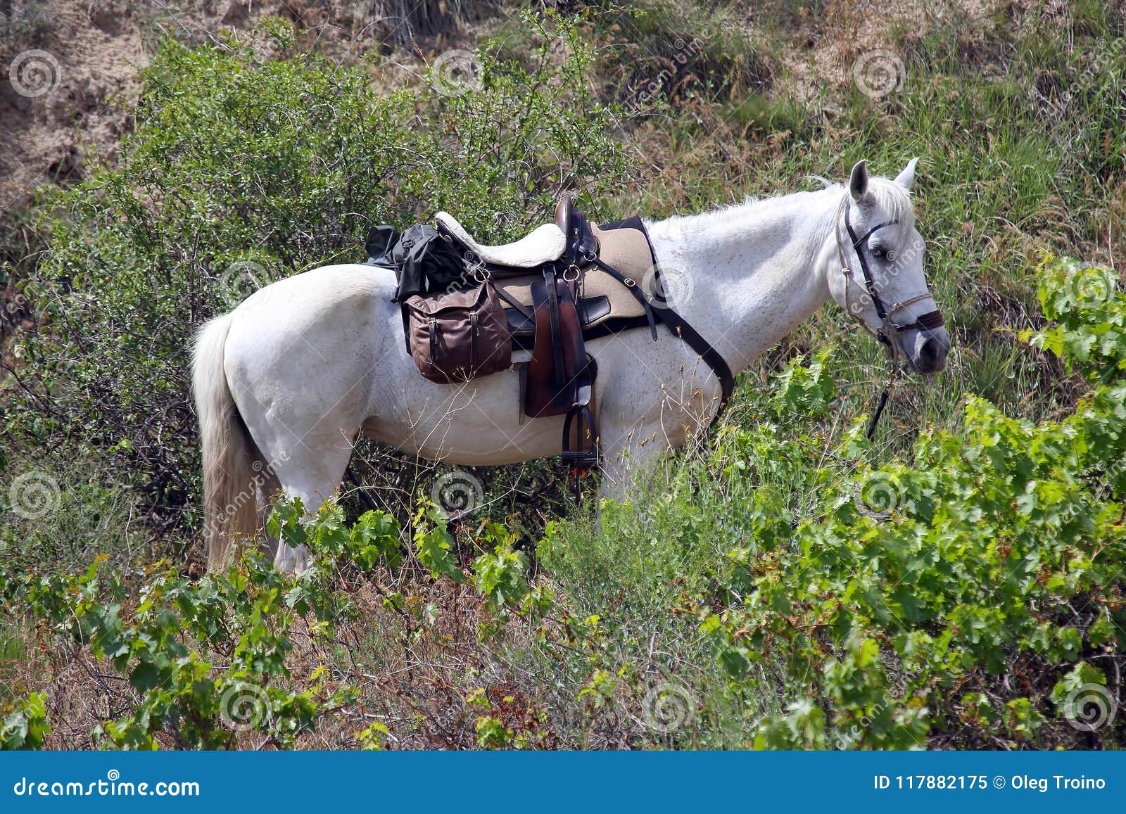 White Horse Gear Saddle on the Nature Stock Image - Image of ranch ...