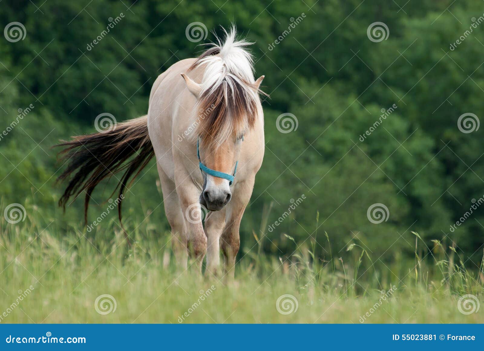 White Horse Going Forward in the Grass Stock Image - Image of heads ...