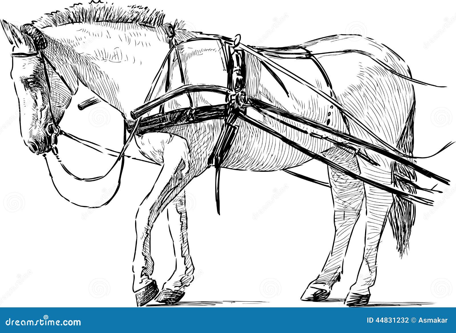 White horse in the harness stock vector. Illustration of drawing - 44831232