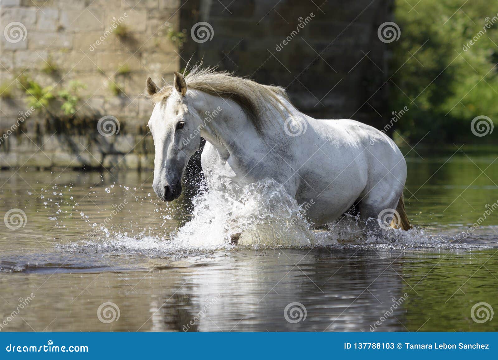 White Horse Having Fun in the River Stock Image - Image of action ...