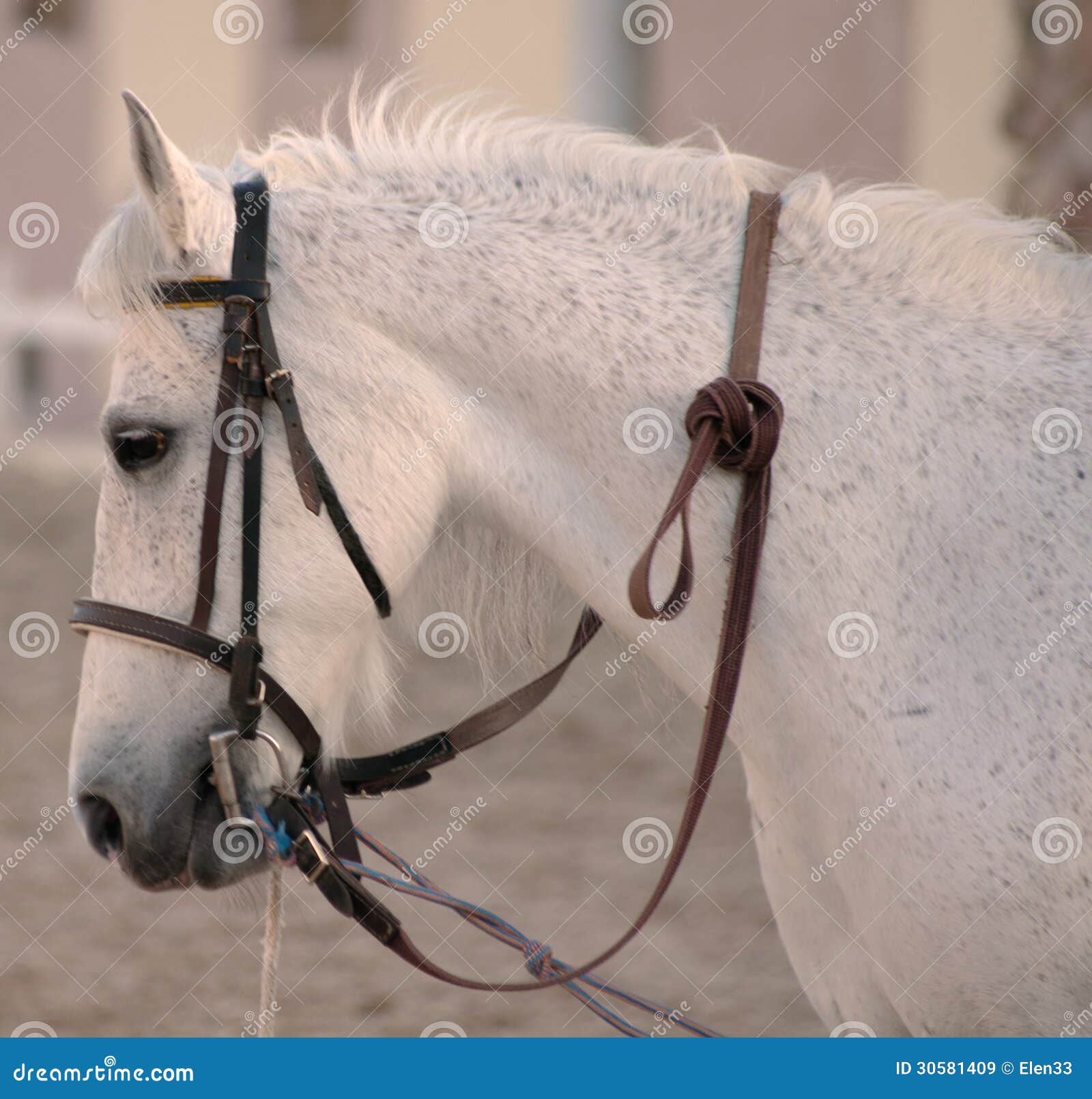 White horse stock image. Image of arabian, male, colour - 30581409