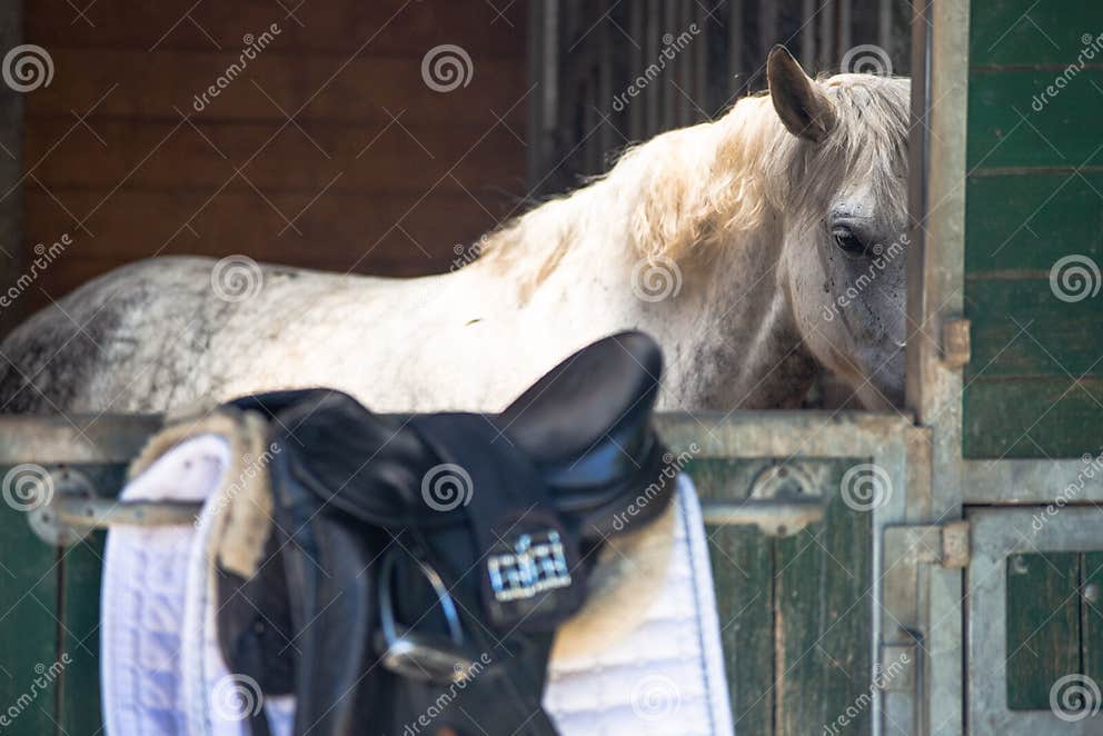 White Horse Inside the Barn Stock Photo - Image of happy, nature: 258802220