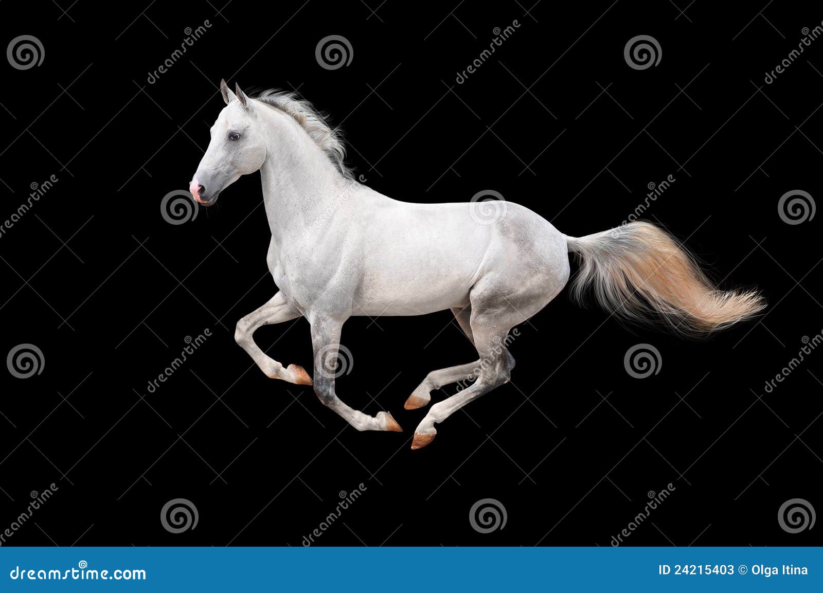 White Horse Isolated on Black Stock Image - Image of isolated, horse ...