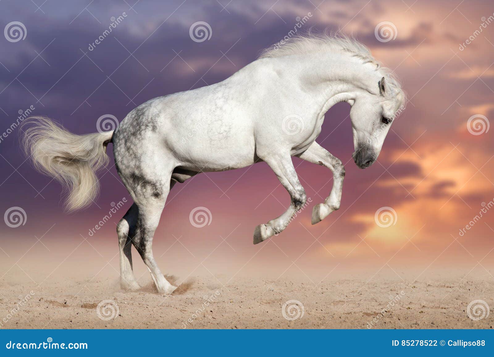 White horse jump stock photo. Image of jump, gallop, blue - 85278522