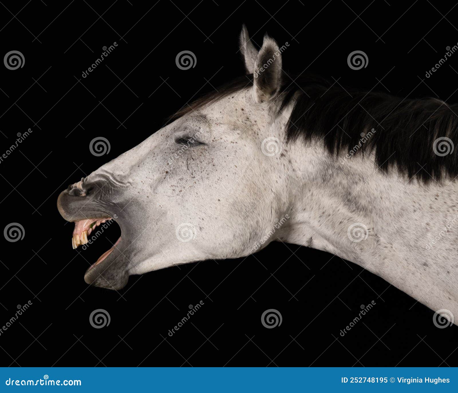 Horse Laughing. Funny Animal Meme Image Of A Horse Neighing Royalty ...