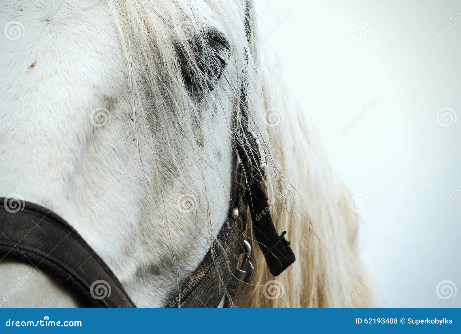 White horse look stock photo. Image of riding, hobby - 62193408