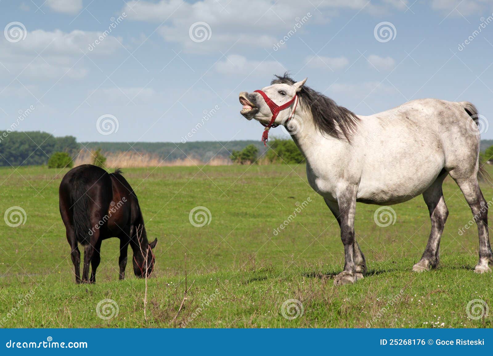 White horse neigh stock photo. Image of whinny, white - 25268176