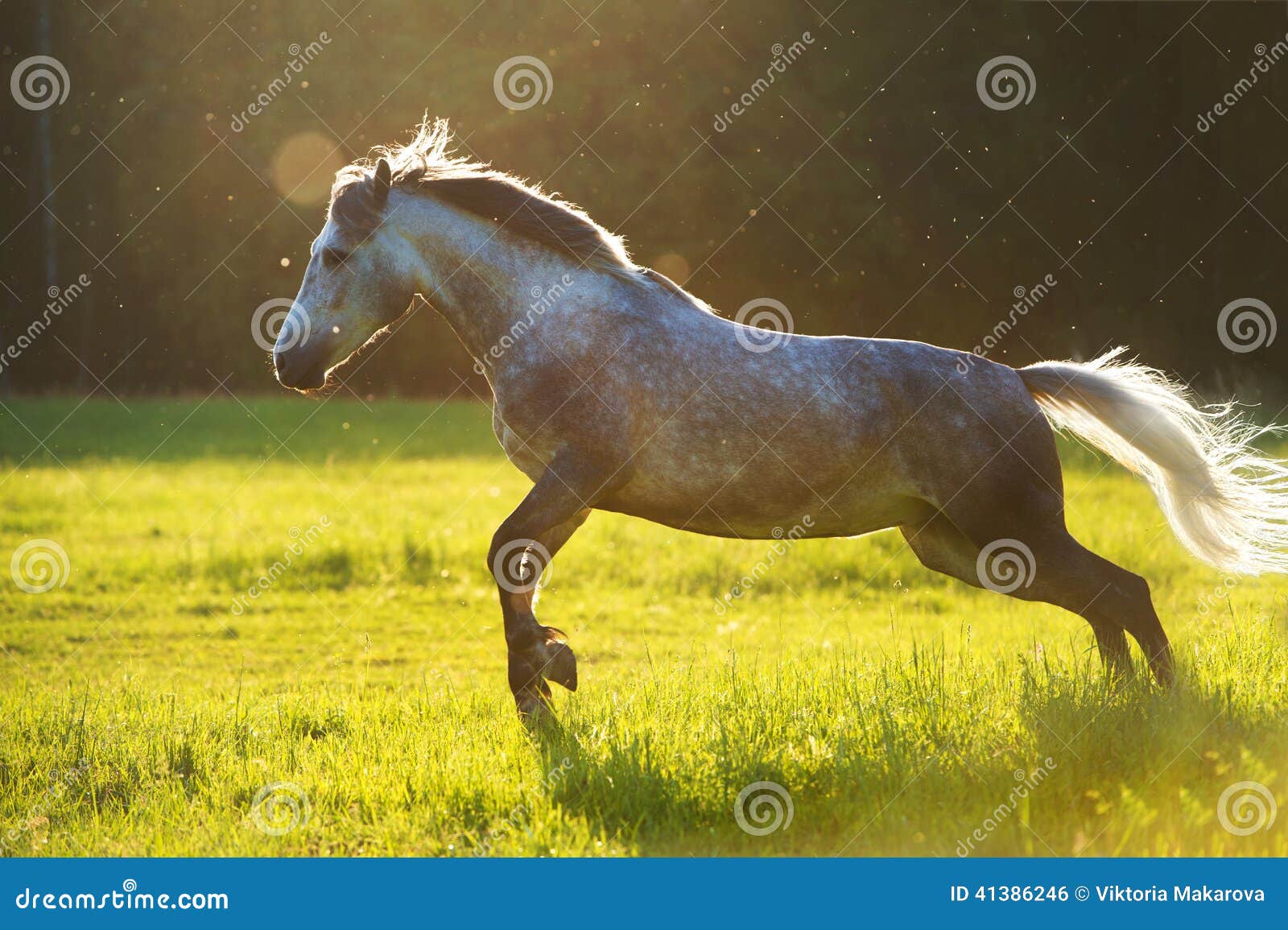 White Horse Orlov Trotter Play in the Sunset Light Stock Photo - Image ...