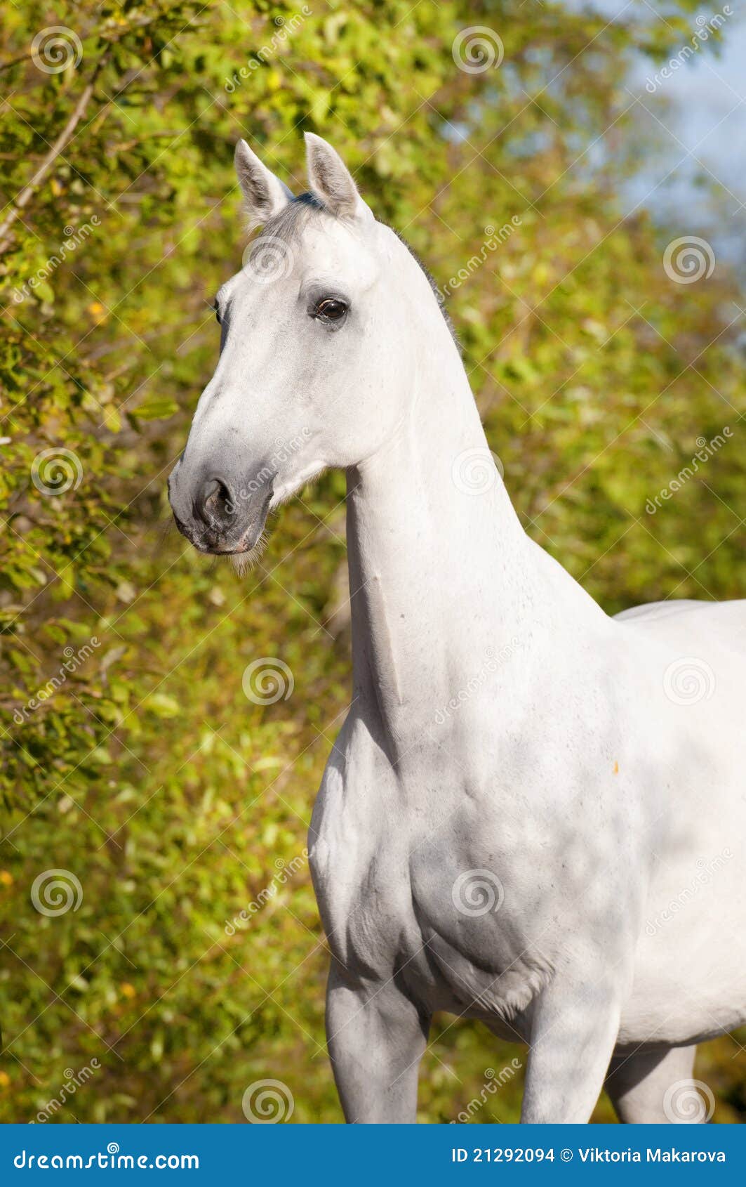 White Horse Orlov Trotter Portrait Stock Photo - Image of outstanding ...