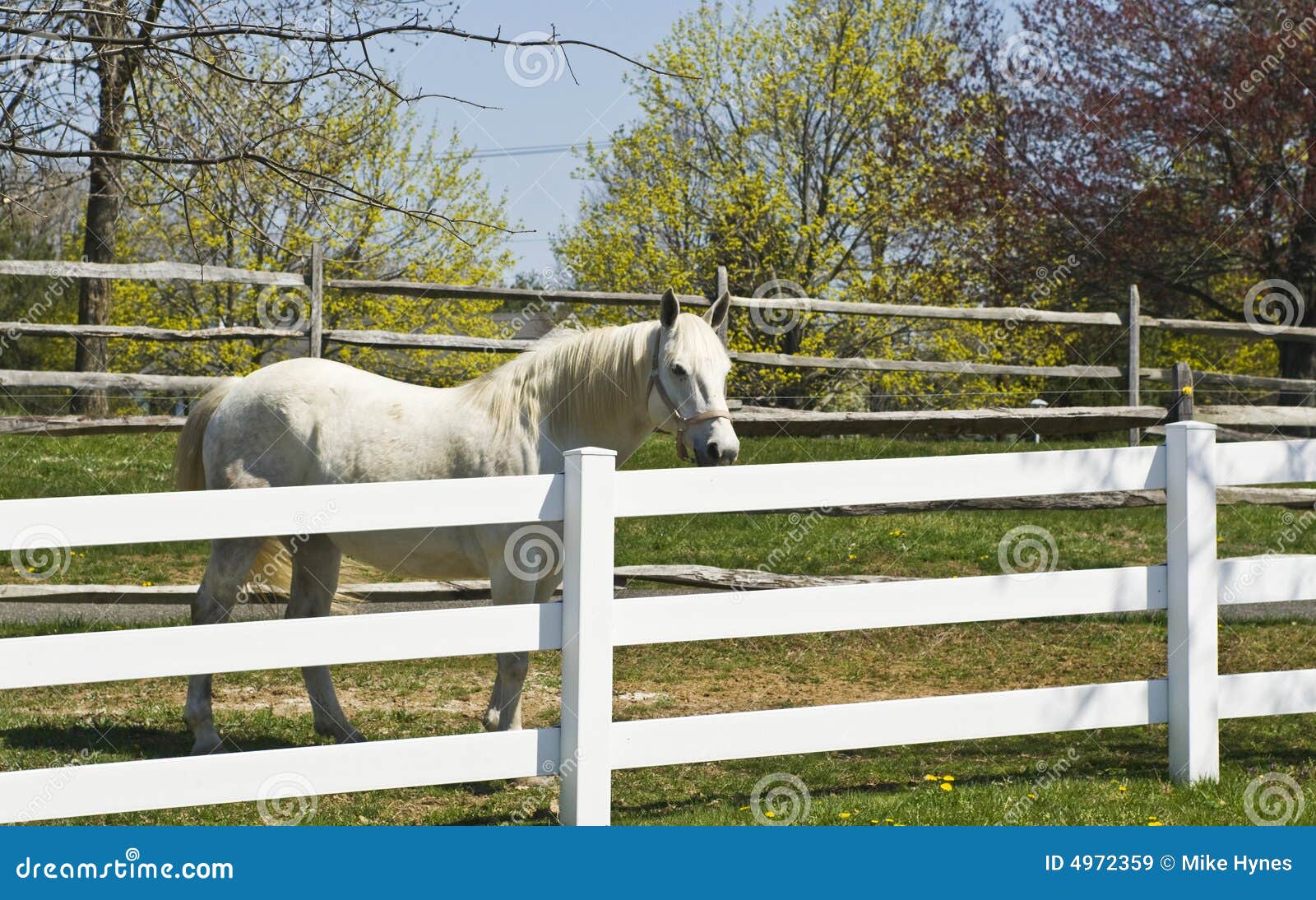 White horse in a paddock stock image. Image of white, fencing - 4972359