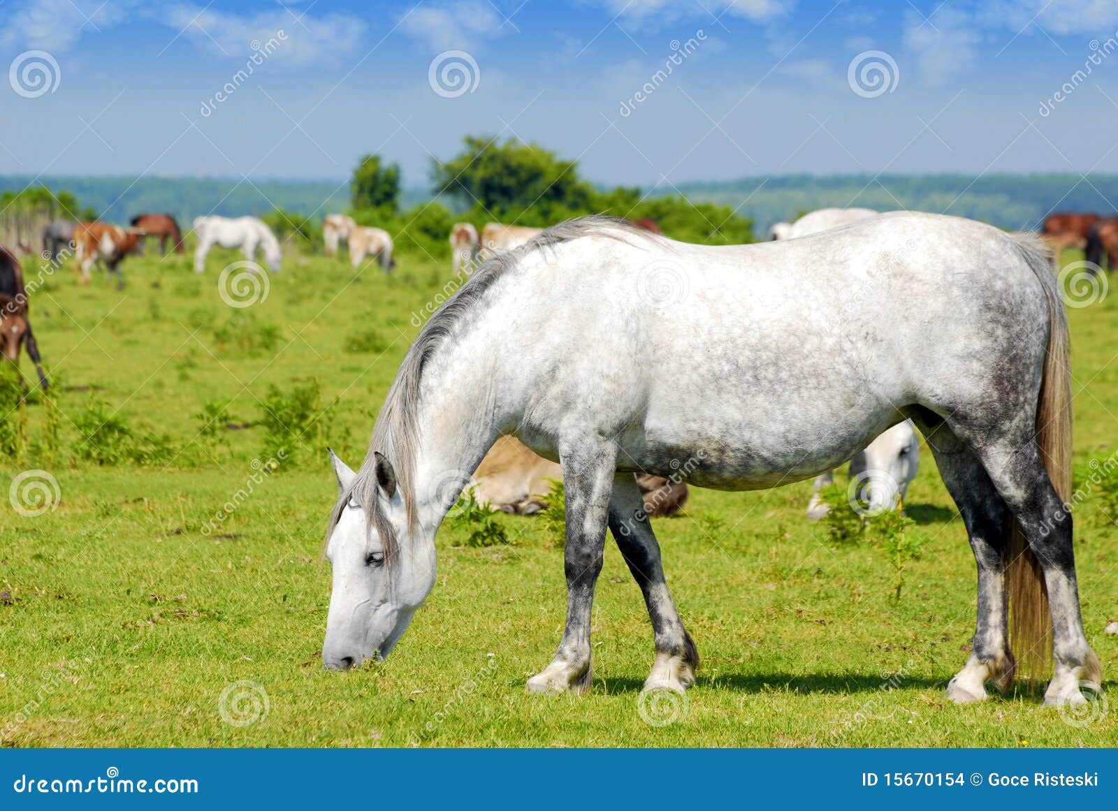 White horse on pasture stock photo. Image of stallion - 15670154