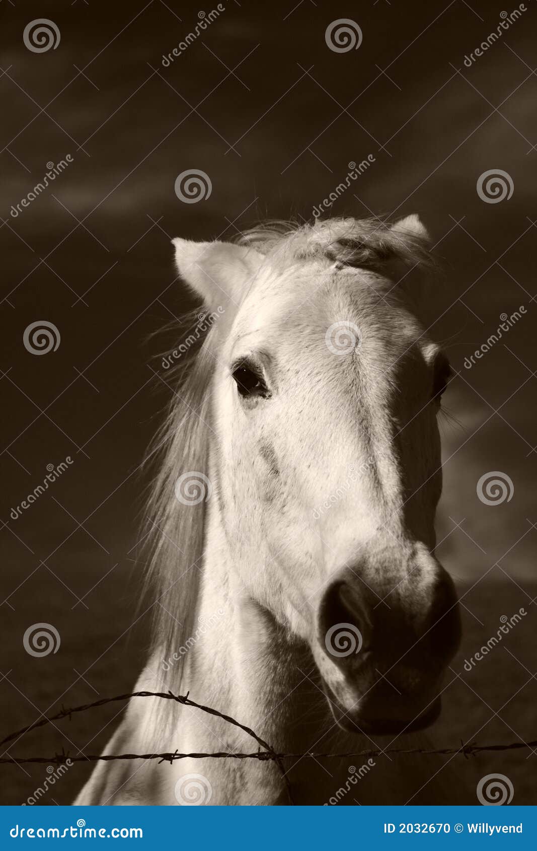 White Horse Portrait stock photo. Image of white, wire - 2032670 White Horse Portrait stock photo. Image of white, wire - 2032670