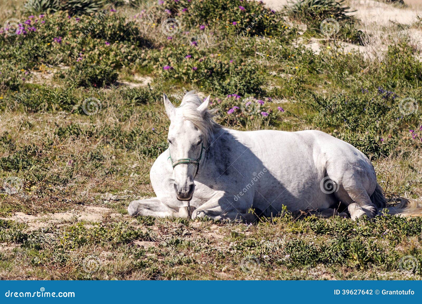 White horse resting stock photo. Image of country, equestrian - 39627642