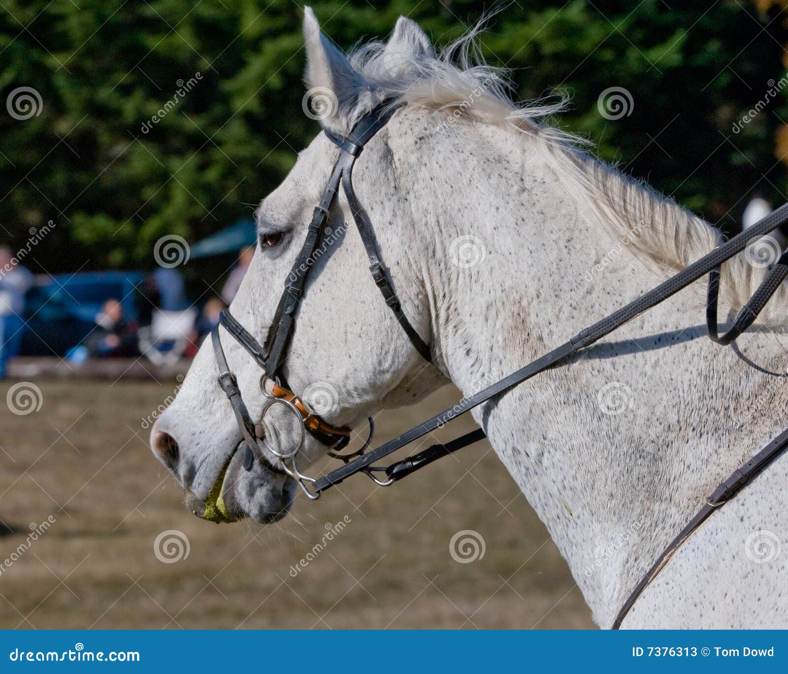 White Horse With Riding Tack Stock Photos - Image: 7376313