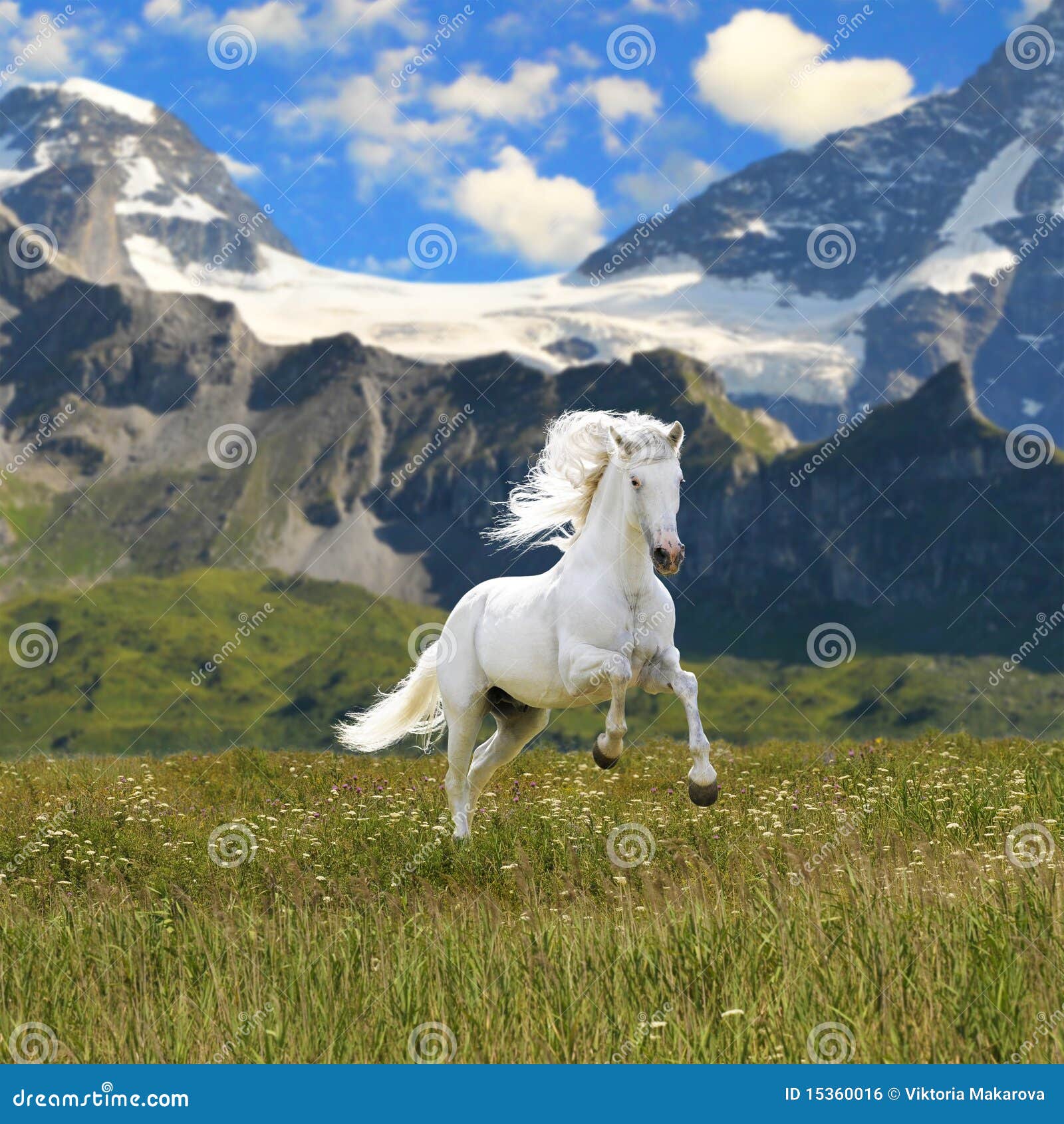 White horse run gallop stock photo. Image of sunlight - 15360016