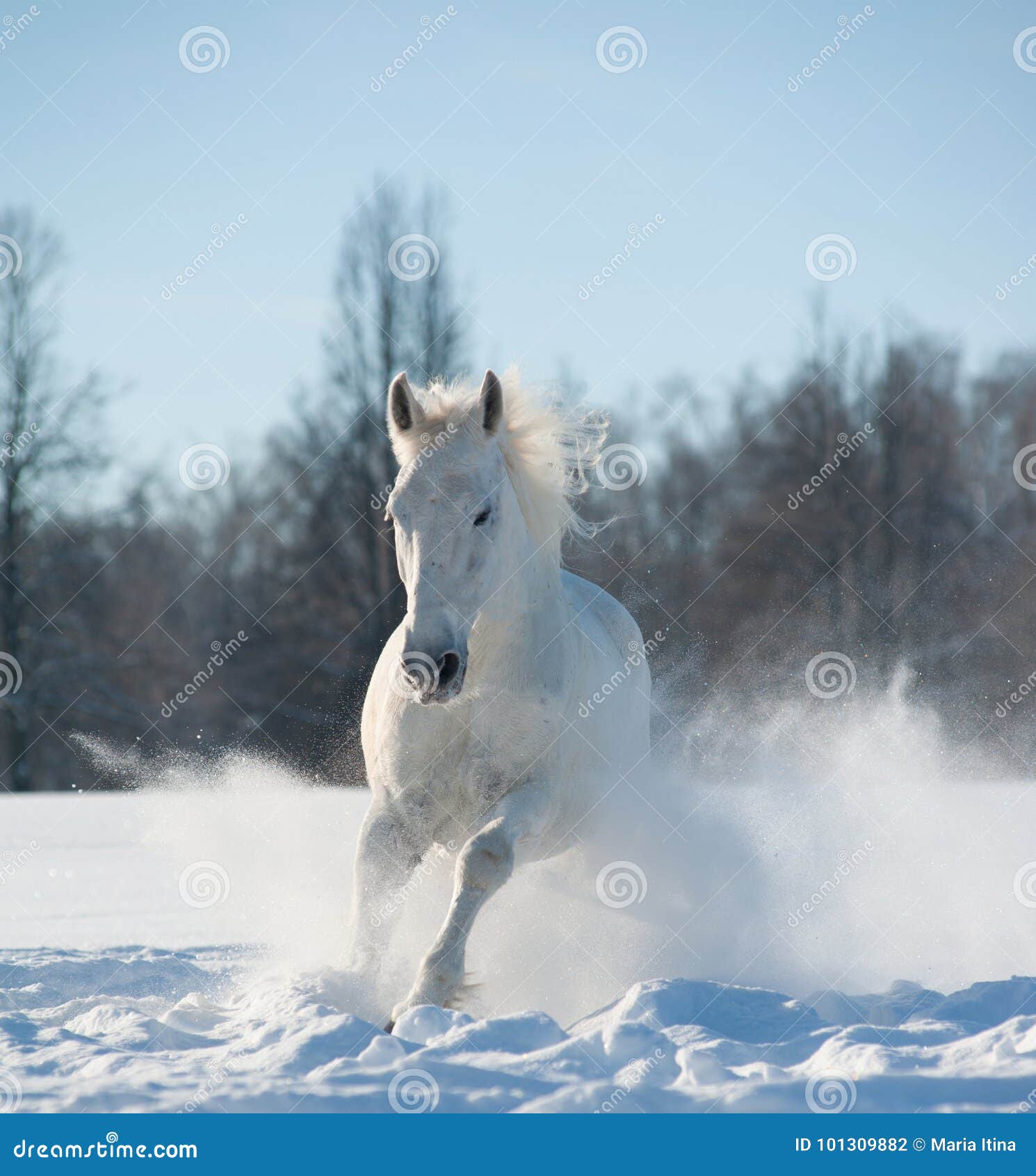White Horse Running Front View Stock Photo - Image of herd, male: 101309882