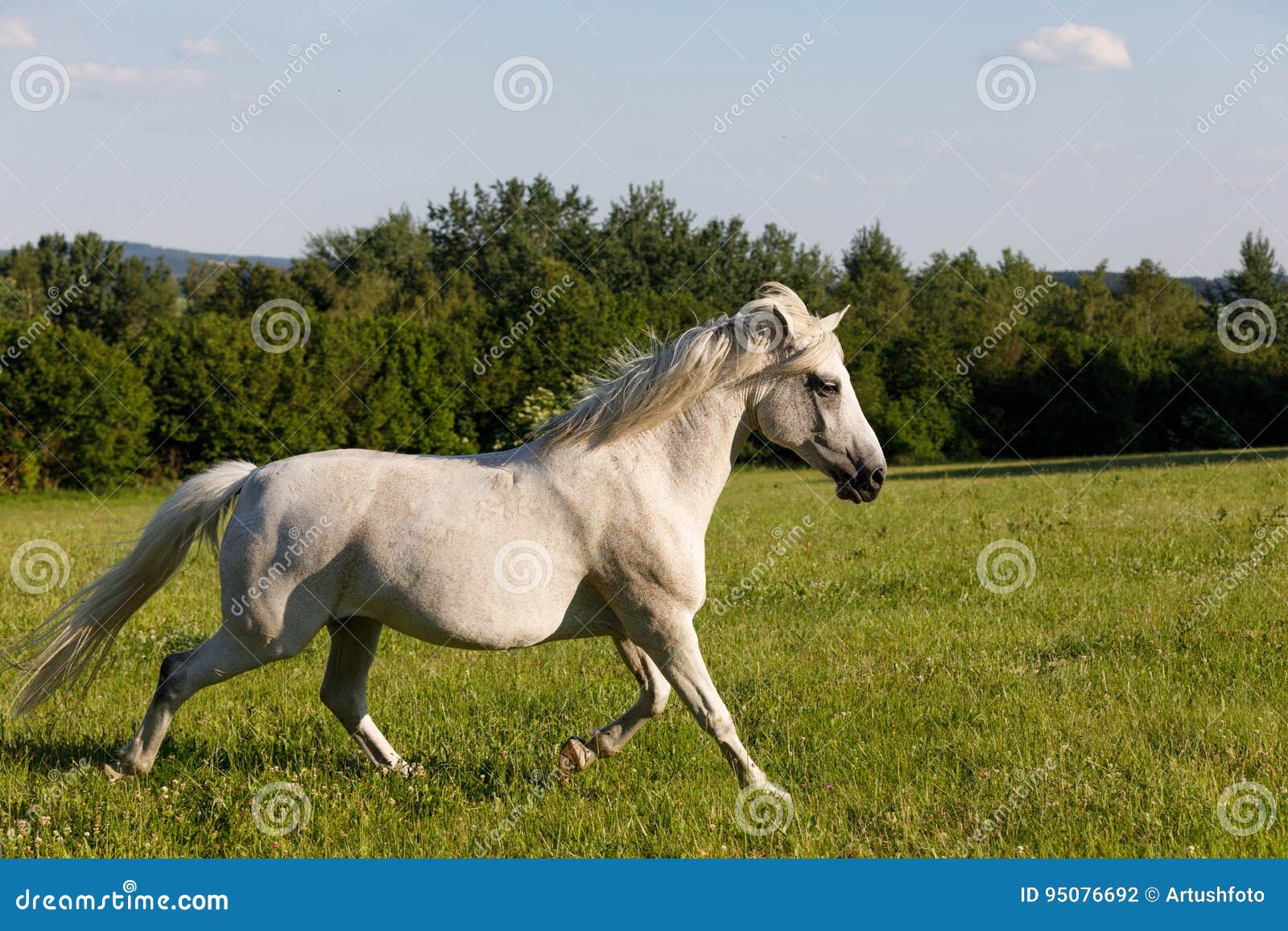 White Horse Running in Spring Pasture Meadow Stock Photo - Image of ...