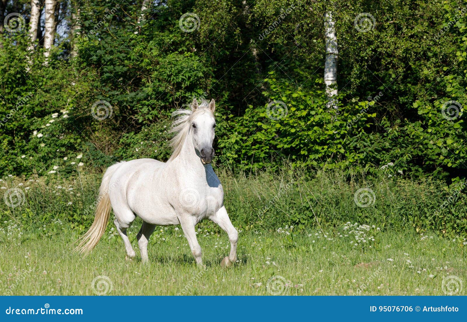 White Horse Running in Spring Pasture Meadow Stock Photo - Image of ...
