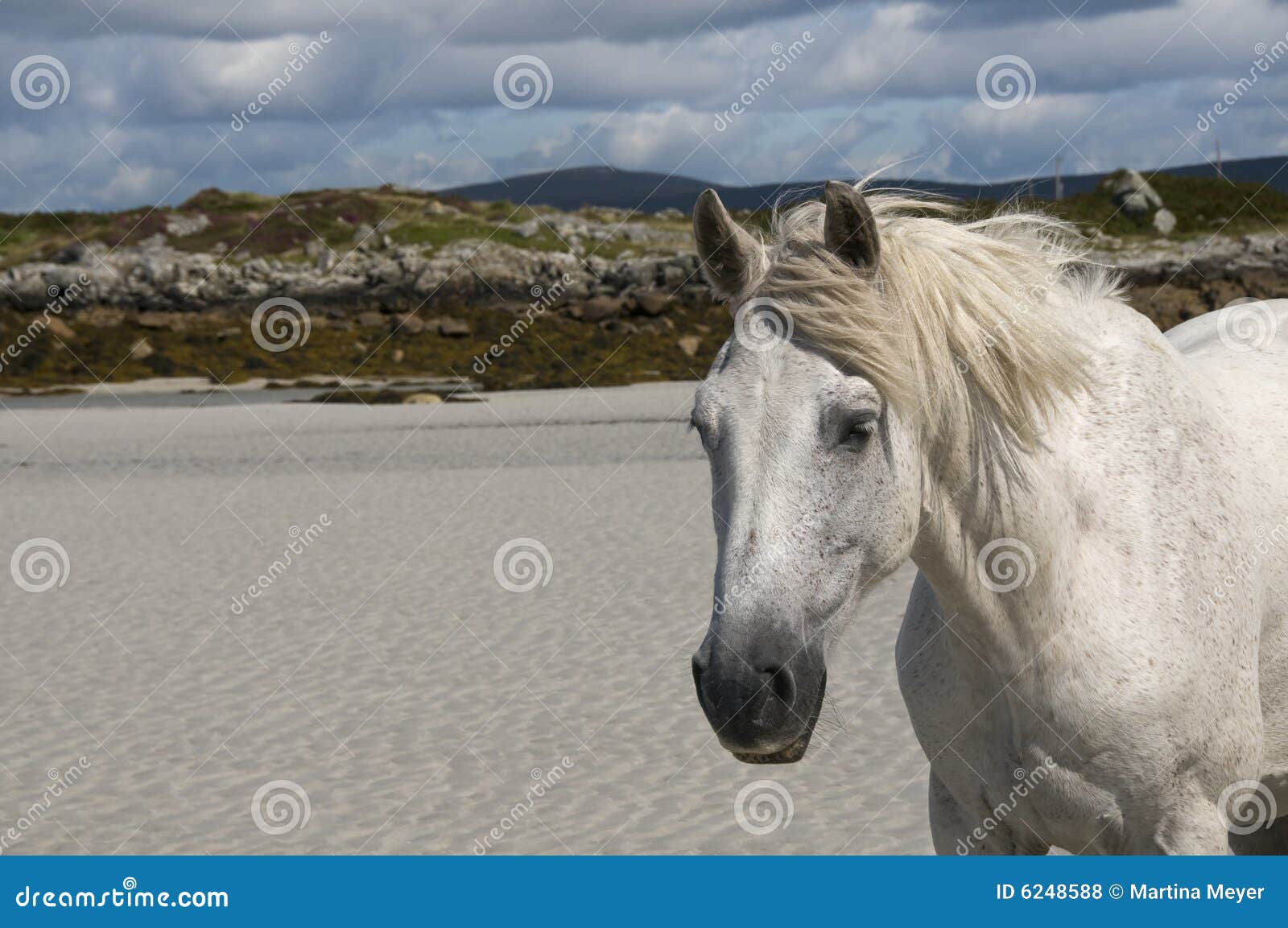 White Horse on a Sand Beach Stock Photo - Image of island, nature: 6248588