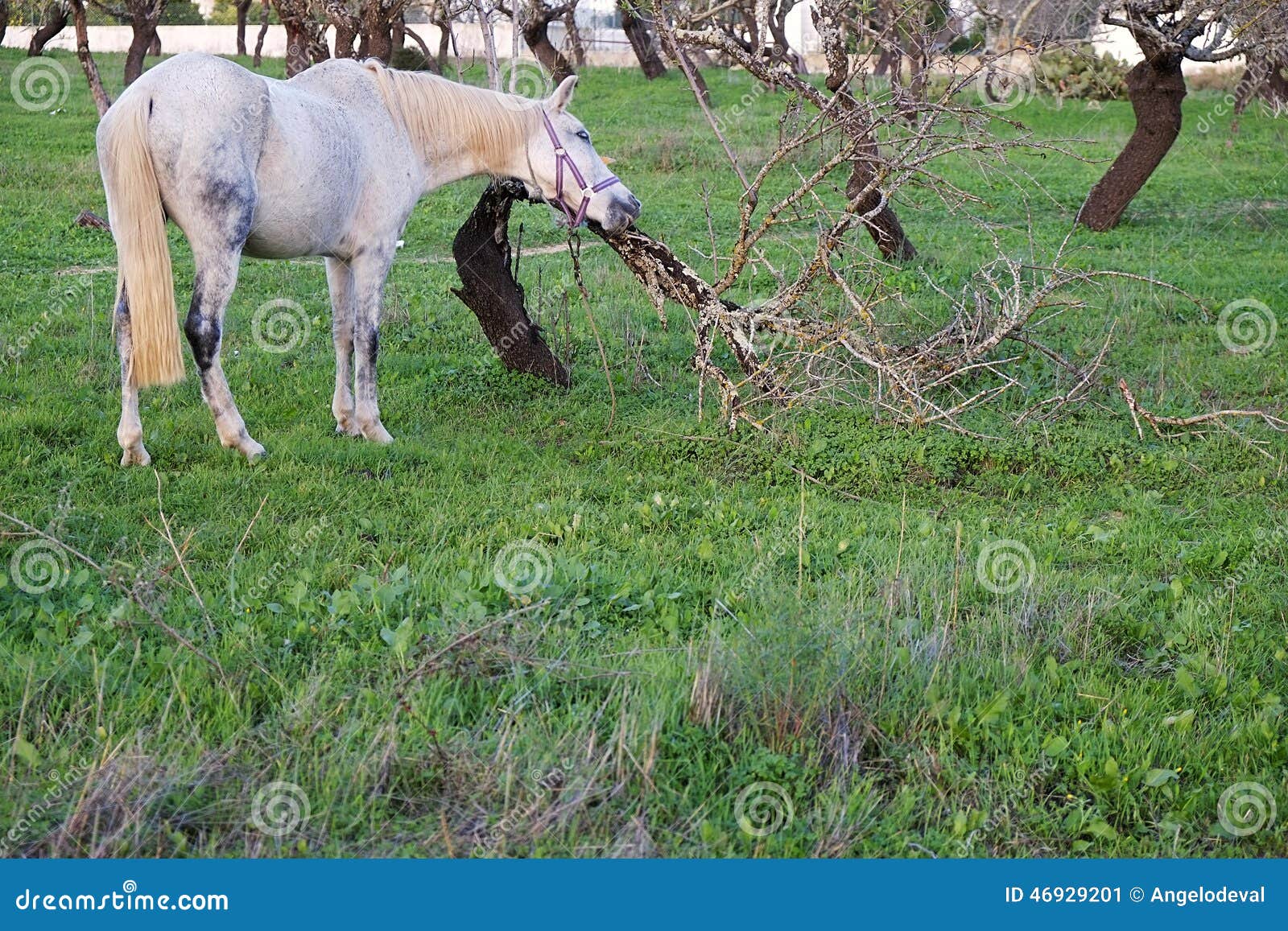 White Horse Scratching His Head on a Tree Stock Image - Image of ...