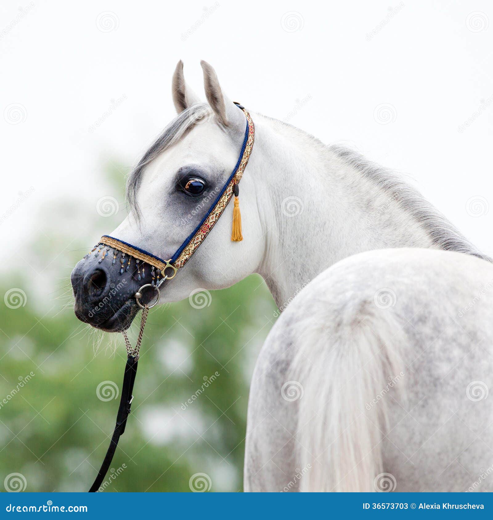 White horse in show halter stock image. Image of equestrian - 36573703