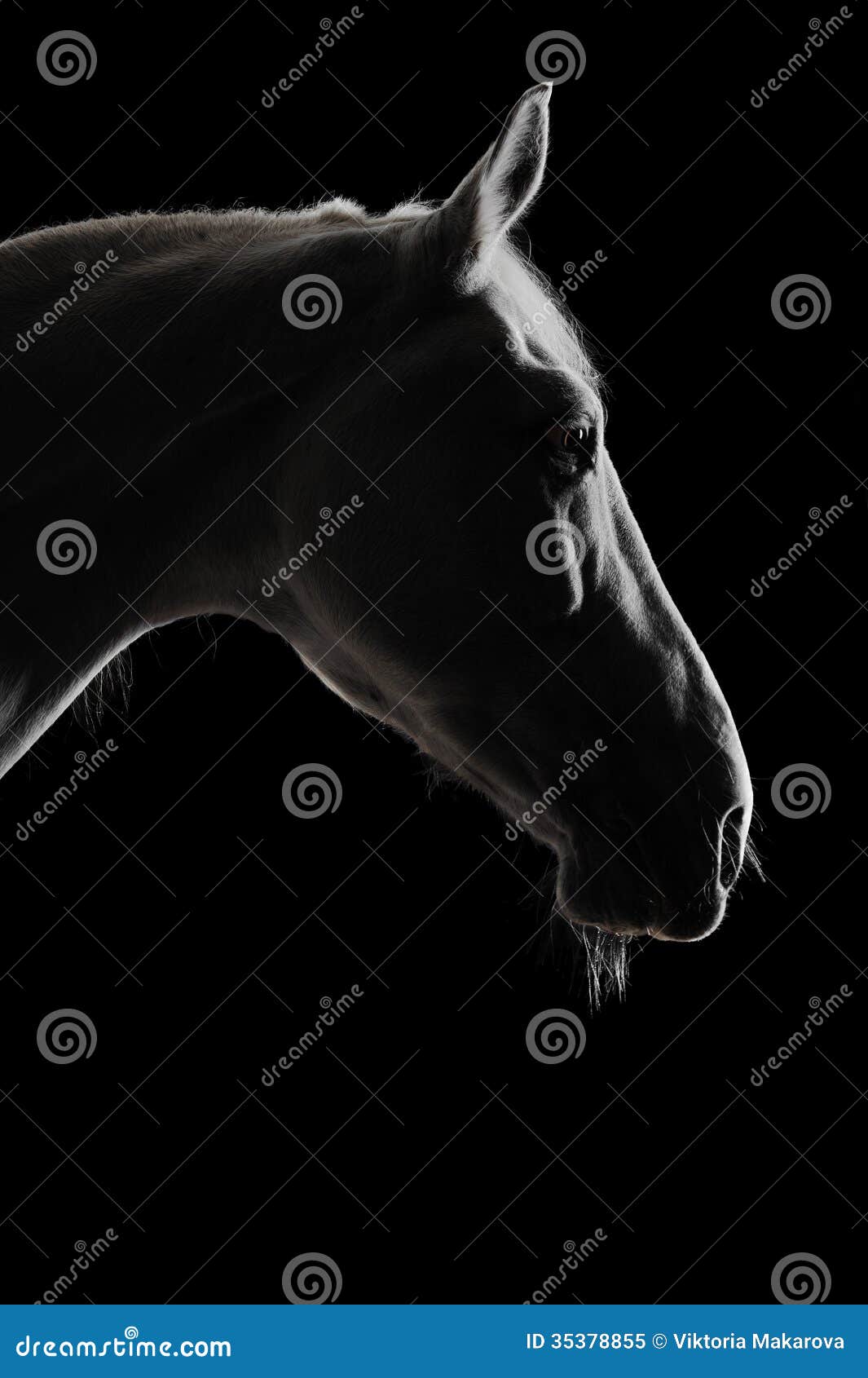 White Horse Silhouette in the Darkness Stock Image - Image of beautiful ...