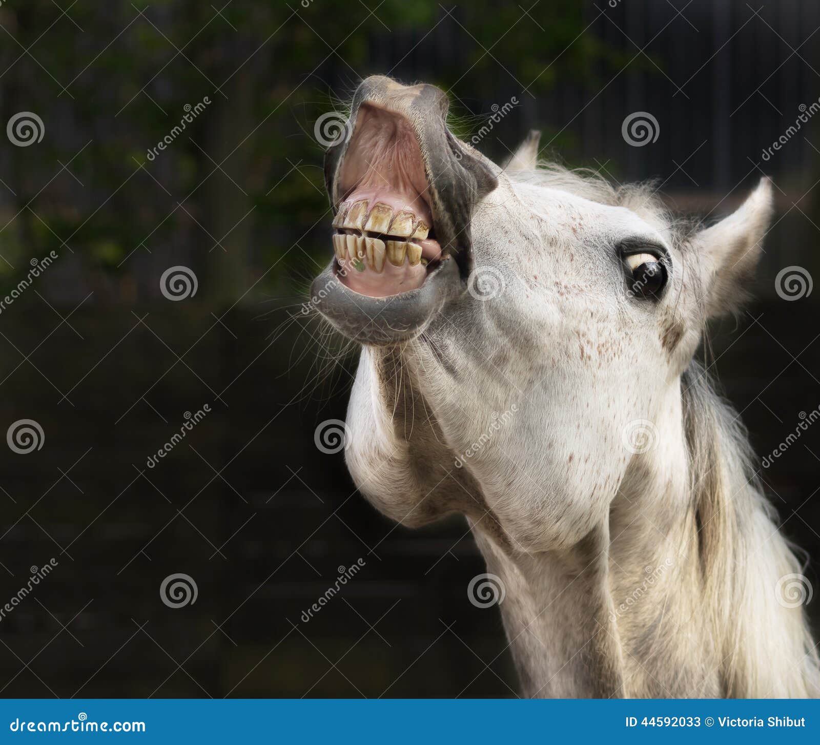 White Horse Smiling on Dark Background Stock Image - Image of farm ...
