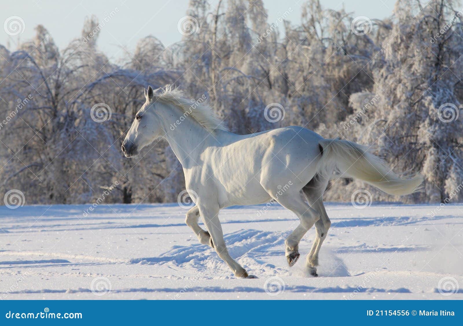 White Horse Running In Snow