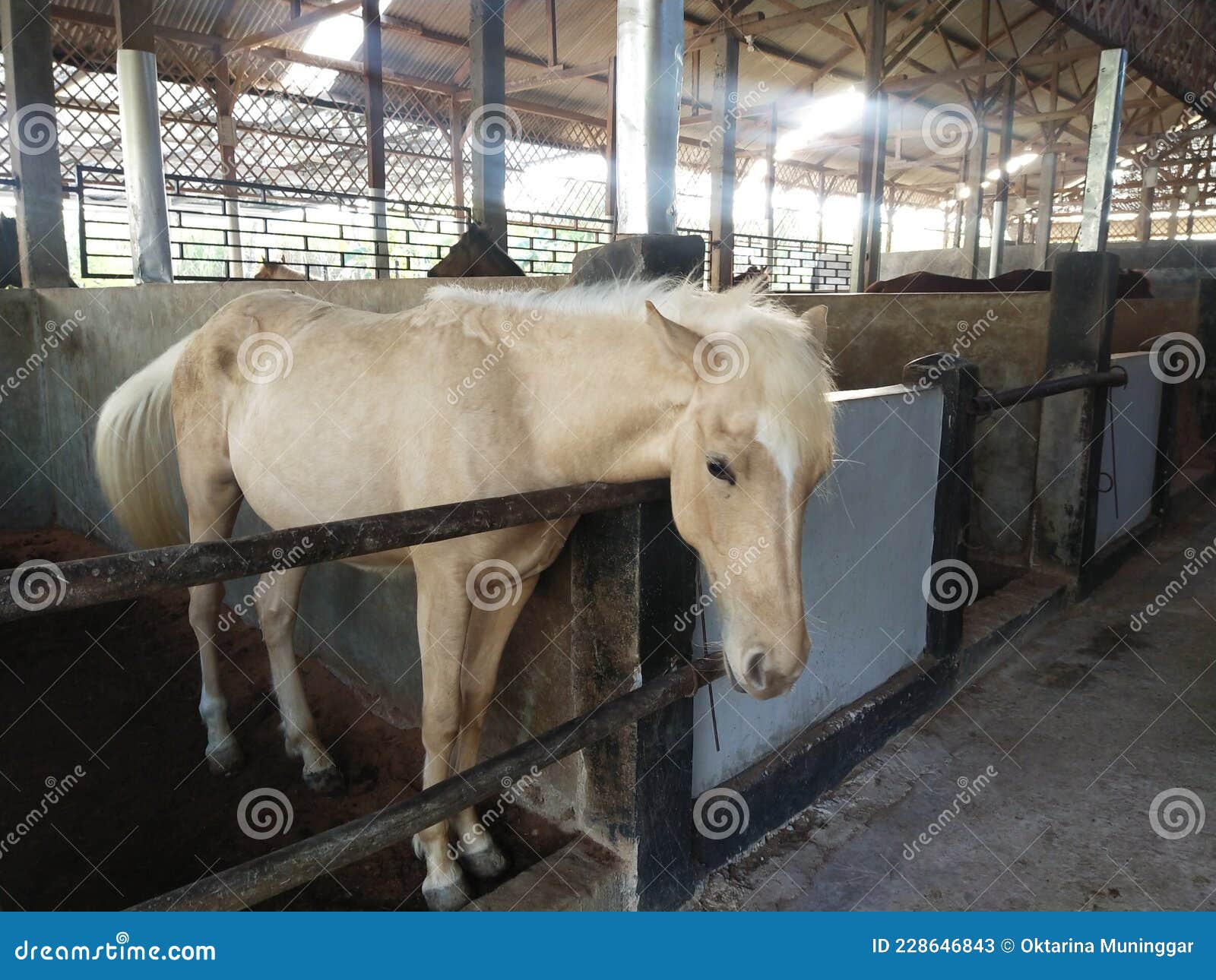 White Horse in the Stabel stock image. Image of garden - 228646843