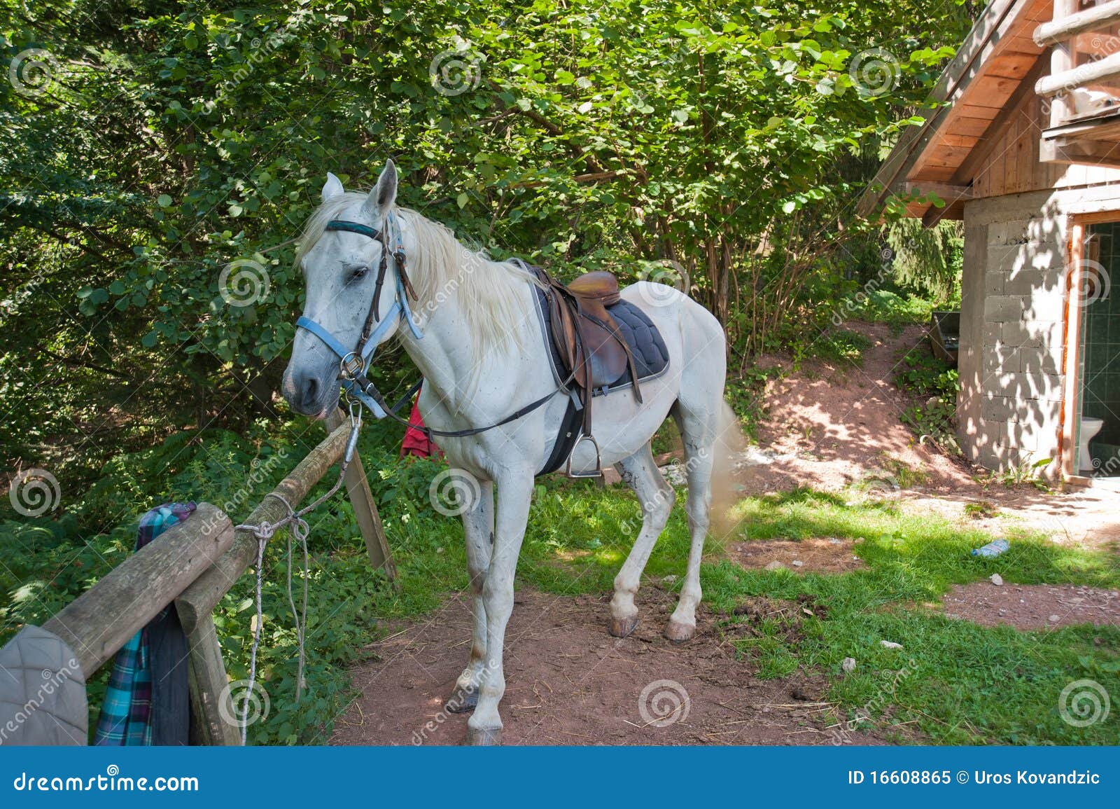 White horse and stable stock image. Image of village - 16608865