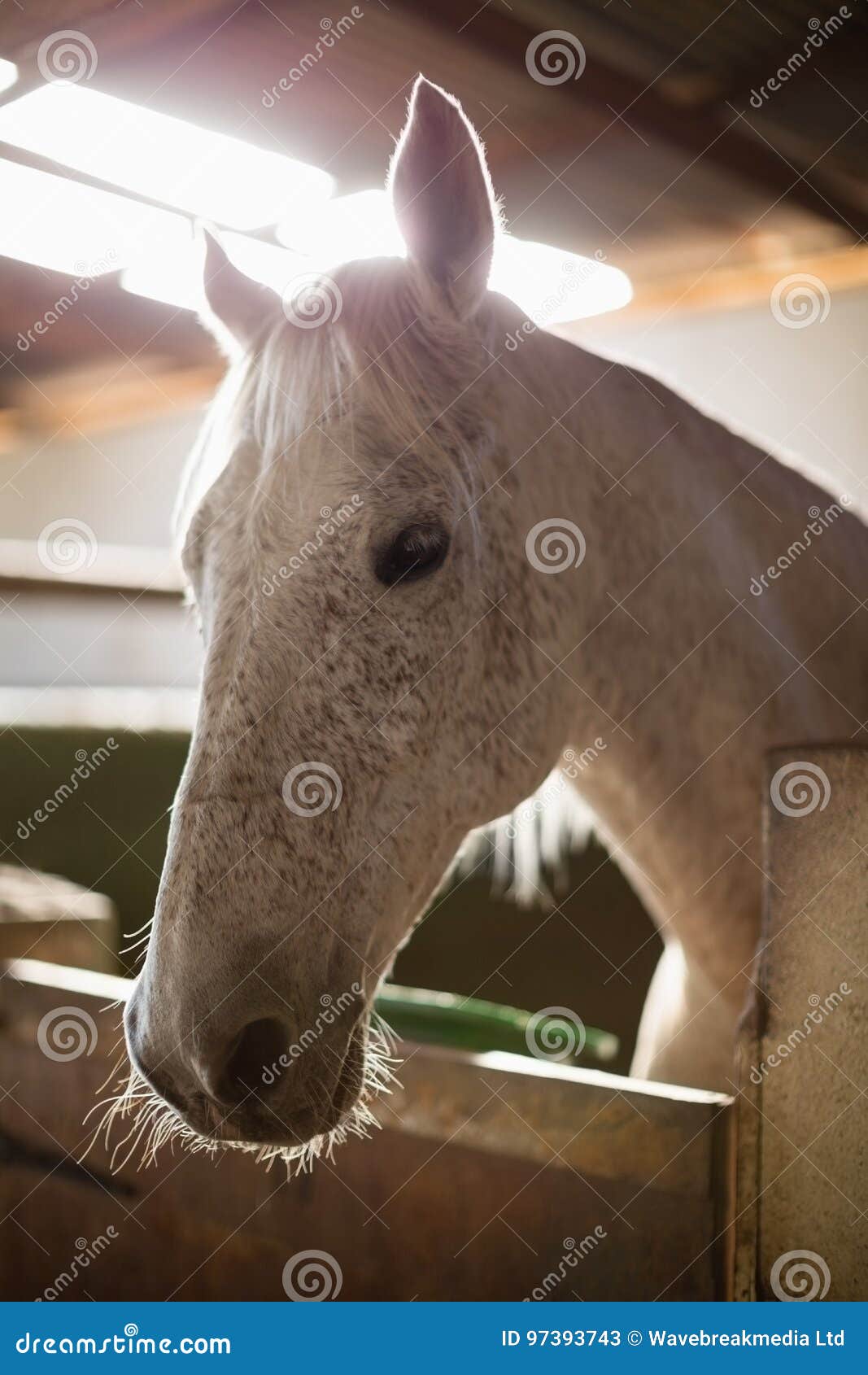 White Horse Stable Stock Photos - Royalty Free Pictures