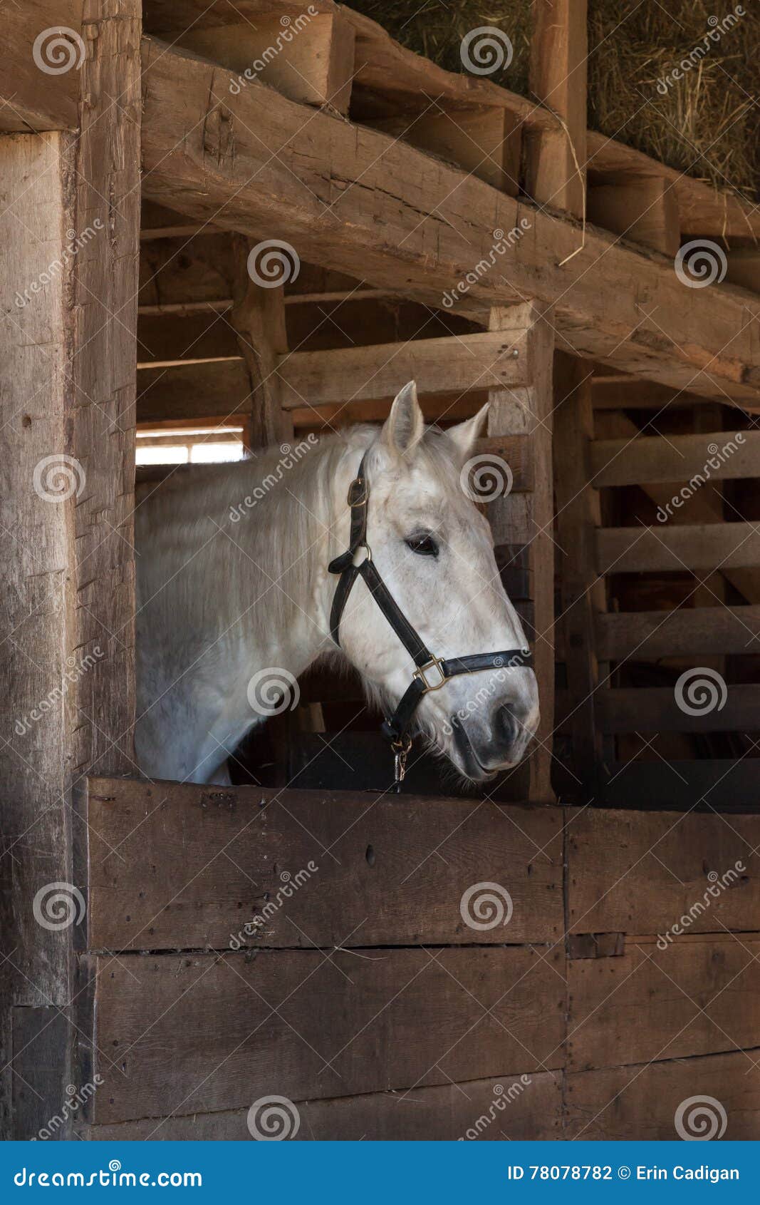 White Horse in Stable stock photo. Image of rustic, stall - 78078782