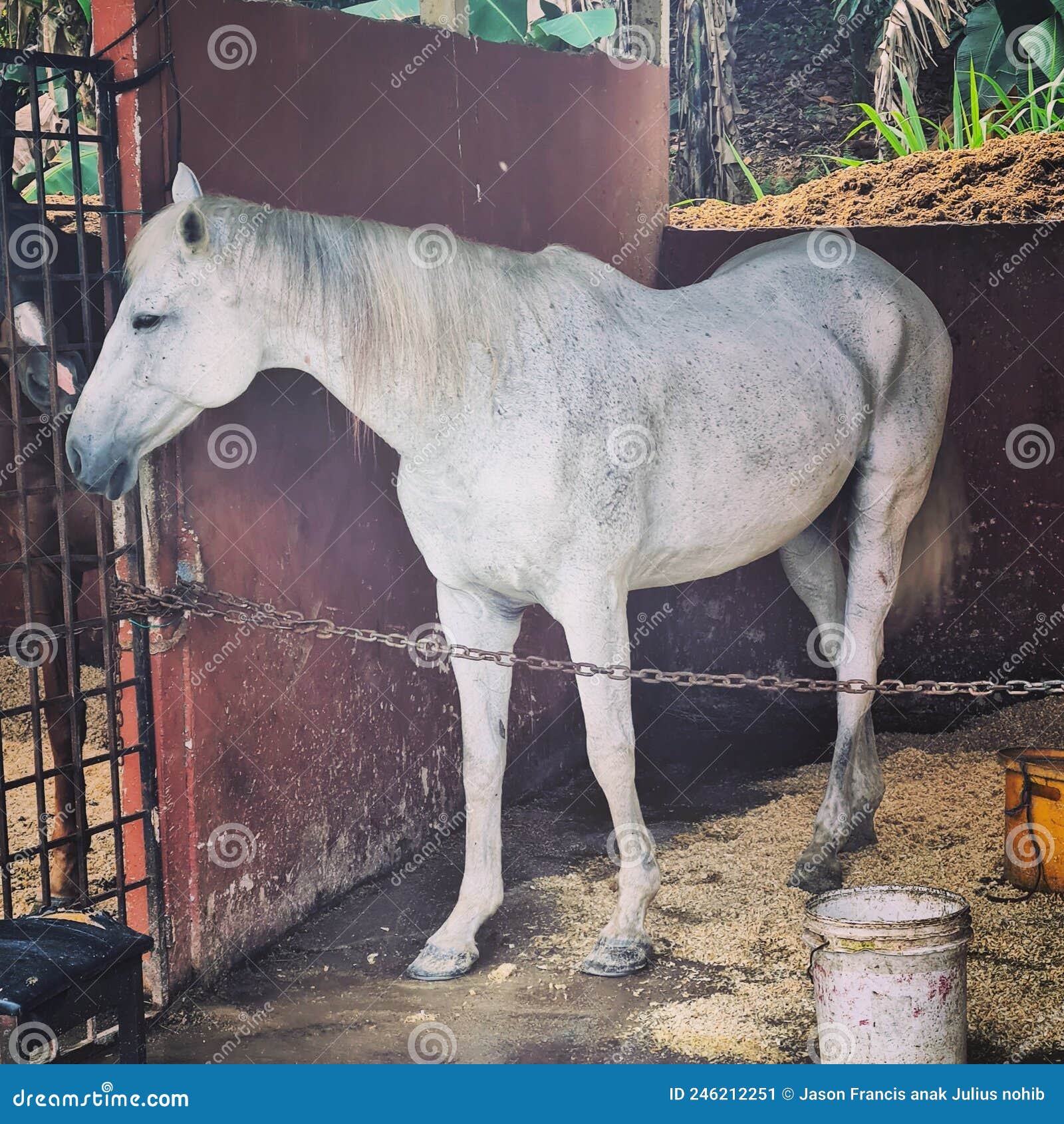 White horse in stables stock image. Image of mammal - 246212251