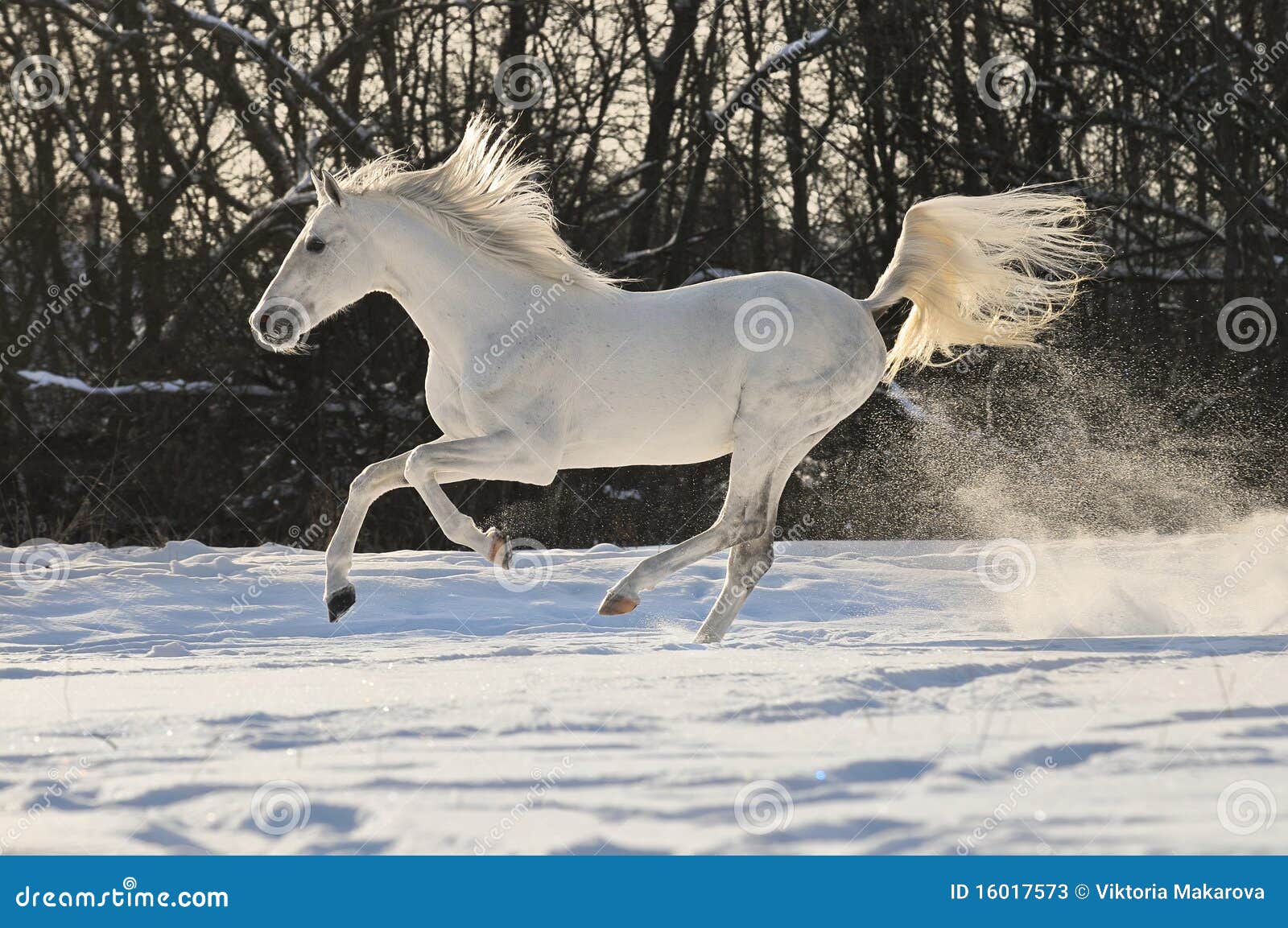 White Horse Stallion Run Gallop Stock Image - Image of nature, gallop ...