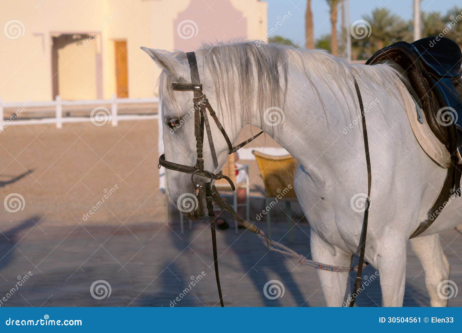 White horse stock image. Image of bridle, arabian, white - 30504561