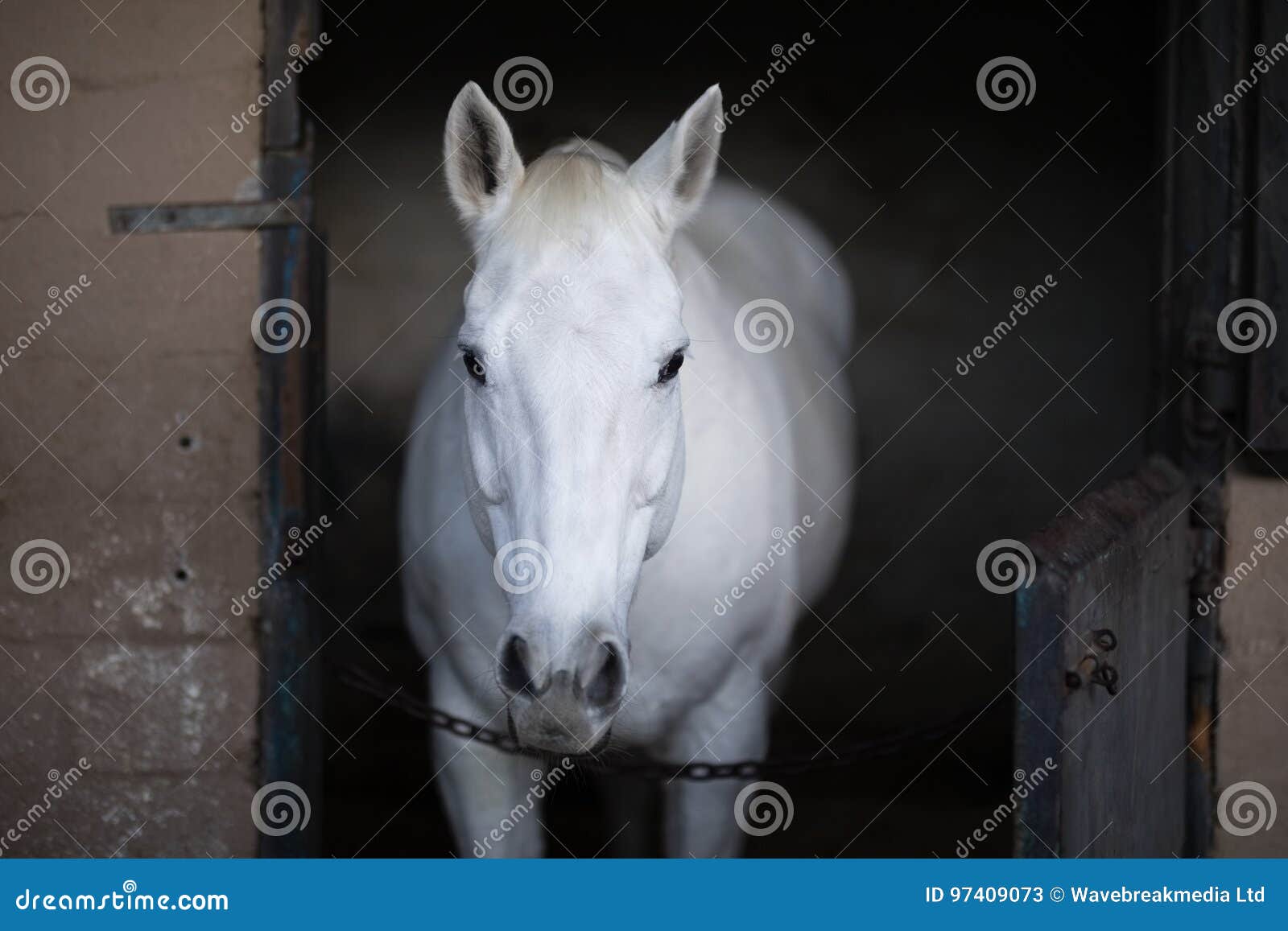 White Horse Standing in Stable Stock Image - Image of people, domestic ...