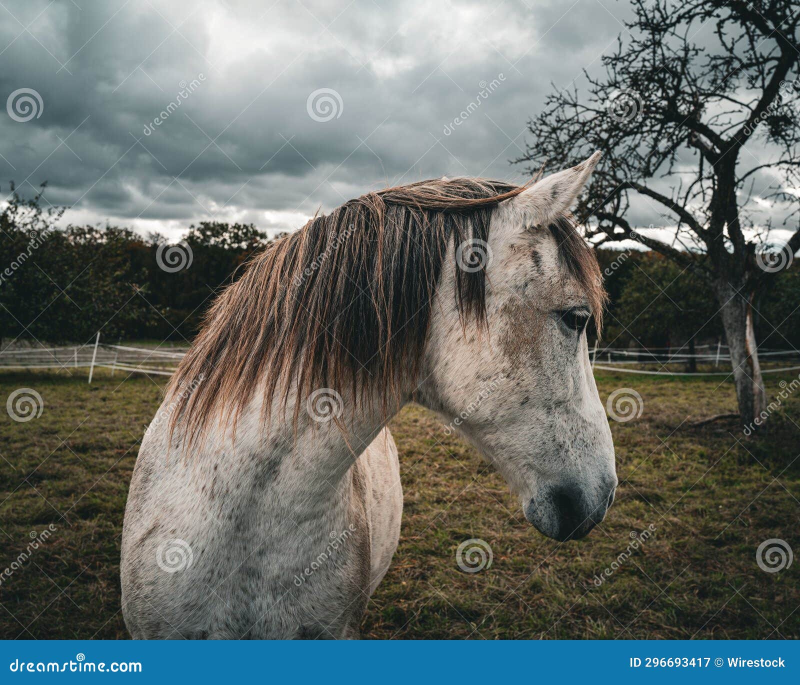 White Horse Stands Against a Dramatic Cloudy Sky Stock Image - Image of ...