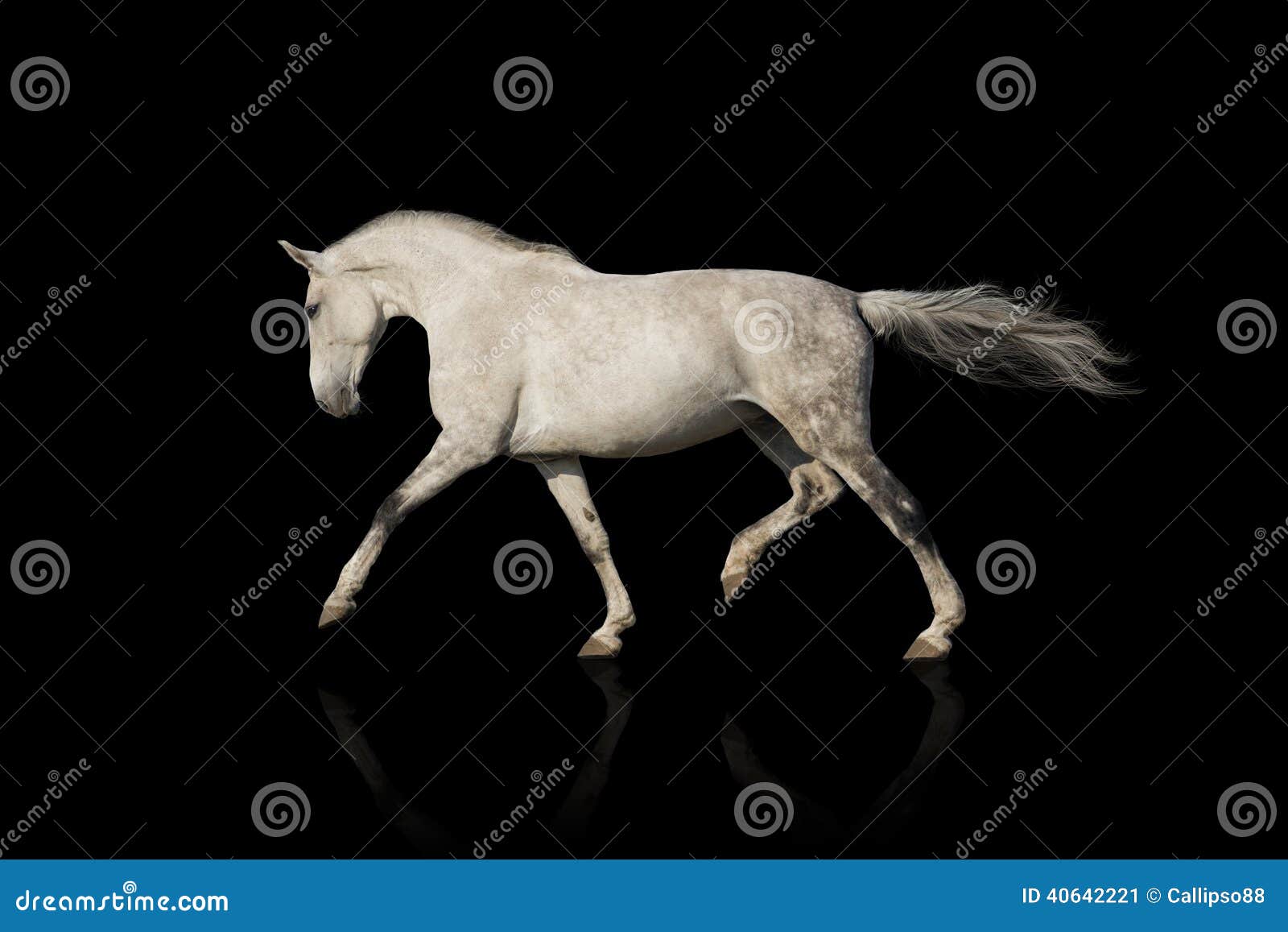 Whiter Horse Stock Photos - Free & Royalty-Free Stock Photos from ...