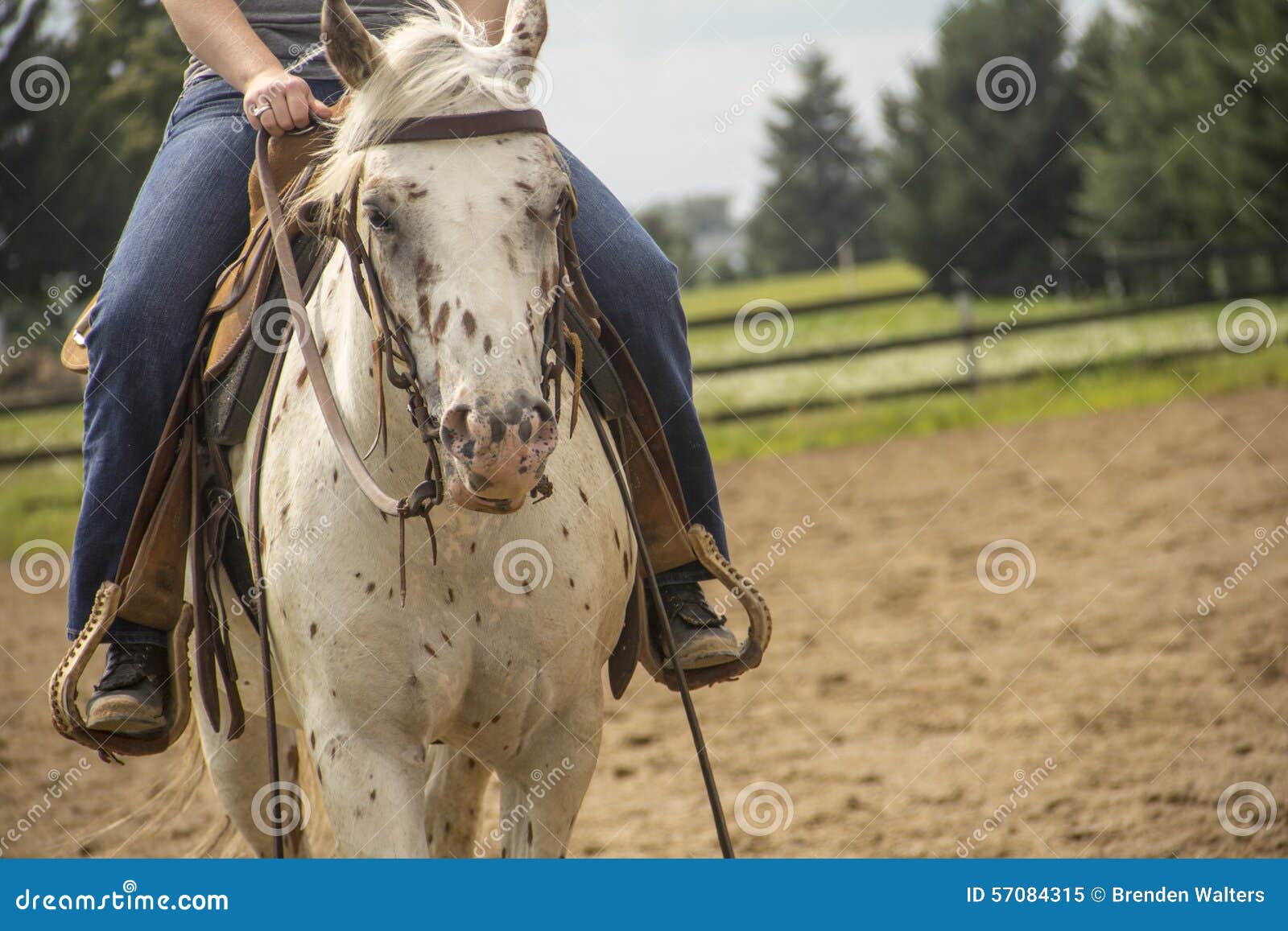 White Horse Walking with Rider Stock Image - Image of warming, stadium ...