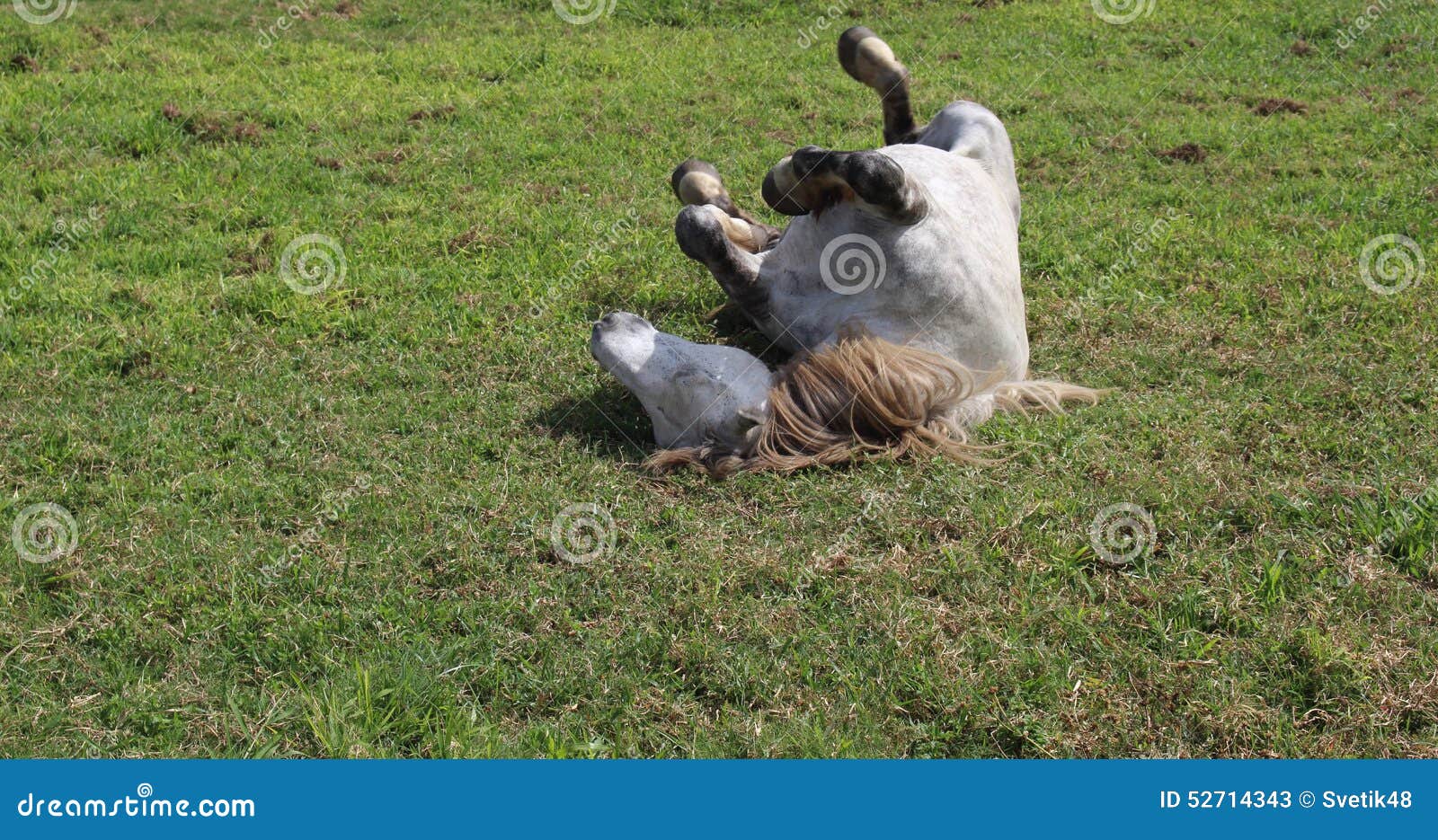 White horse wallowing stock image. Image of ecology, colourful - 52714343