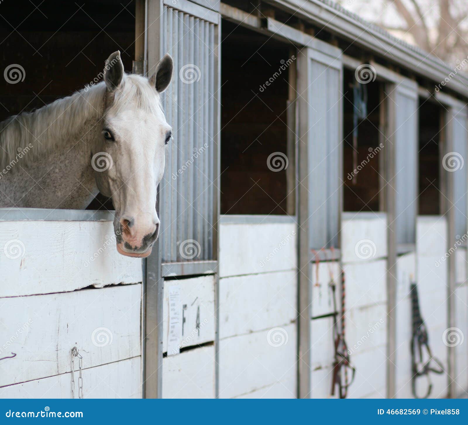 White Horse in White Stable Stock Image - Image of profile, ranch: 46682569