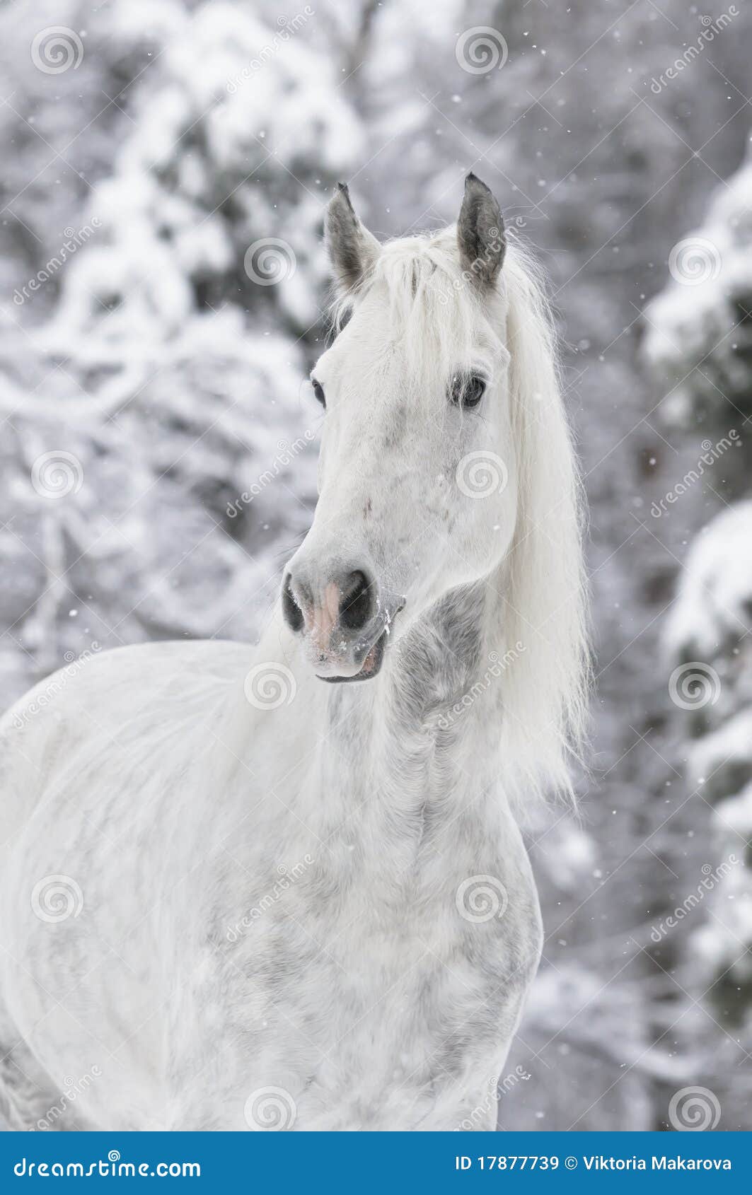 White horse in winter stock image. Image of nature, beautiful - 17877739