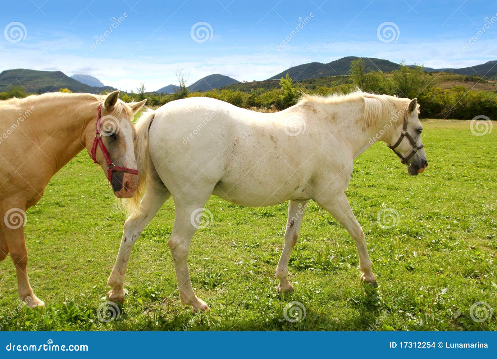 White Horses Meadow Prairie Grassland Pyrenees Stock Photo - Image of ...