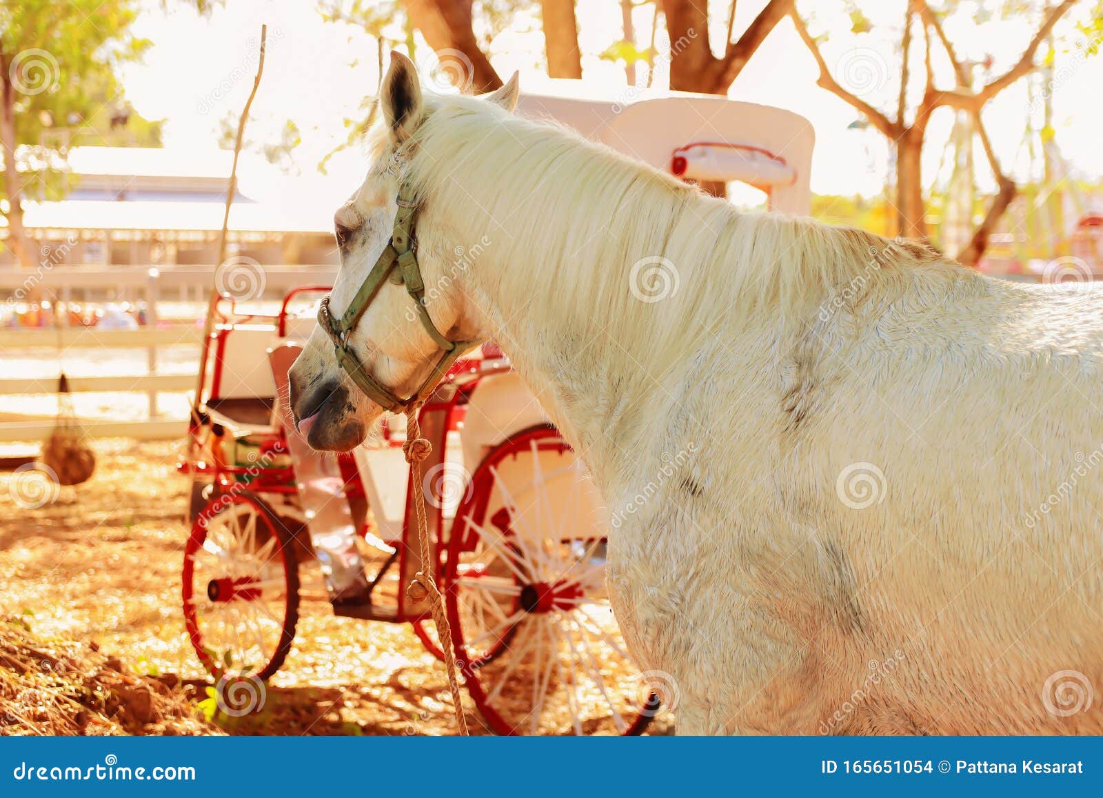 White Horses and Old Carriages in Stables Stock Photo - Image of ...