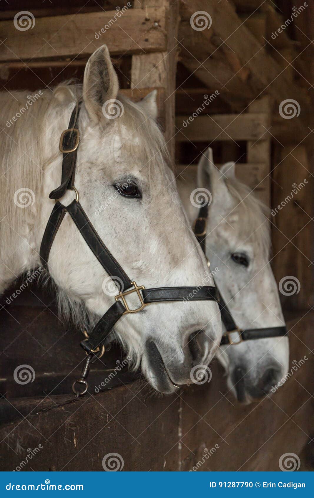 White Horses in Stables stock photo. Image of farm, stables - 91287790