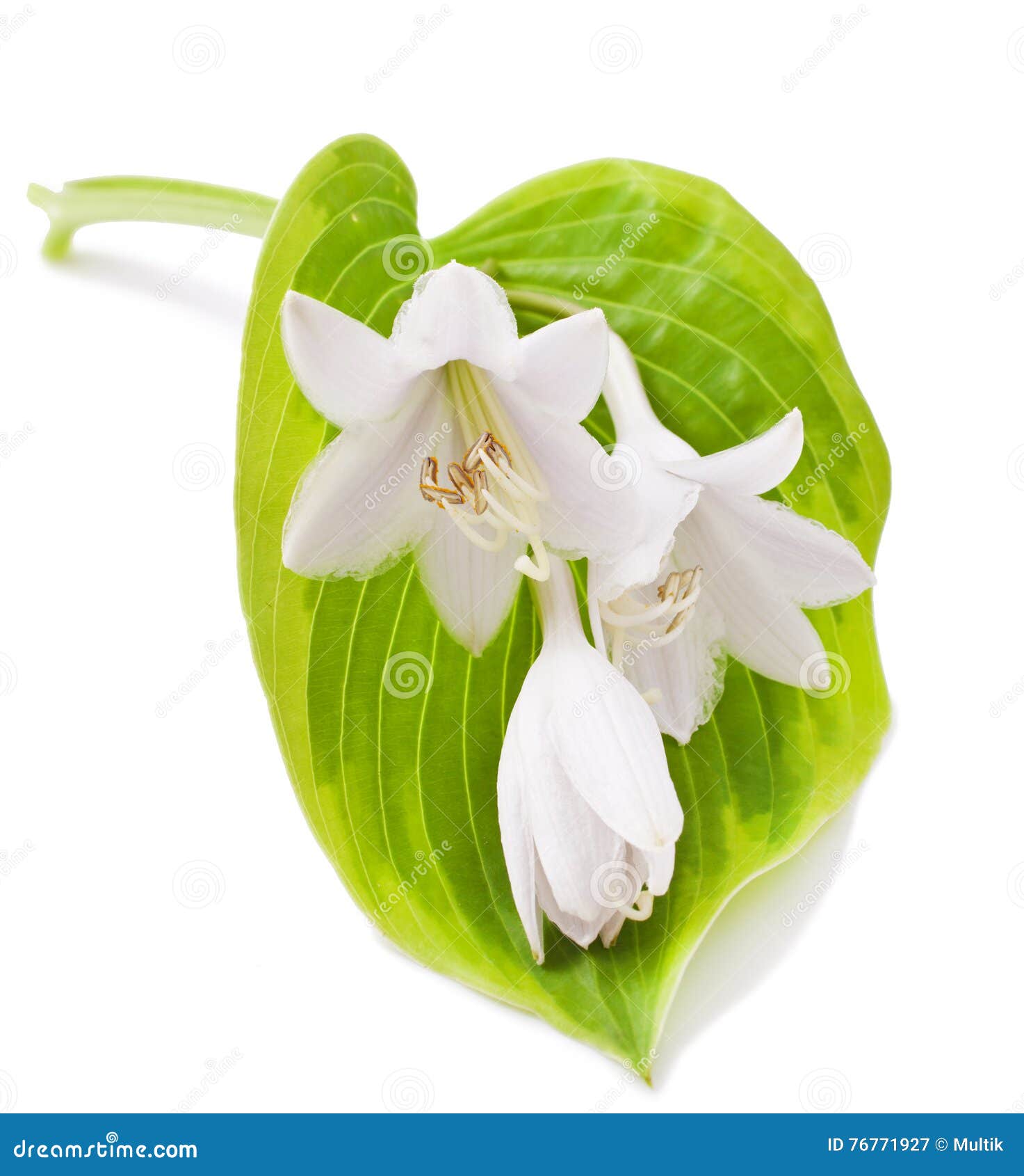White Hosta flower stock image. Image of flora, grow - 76771927