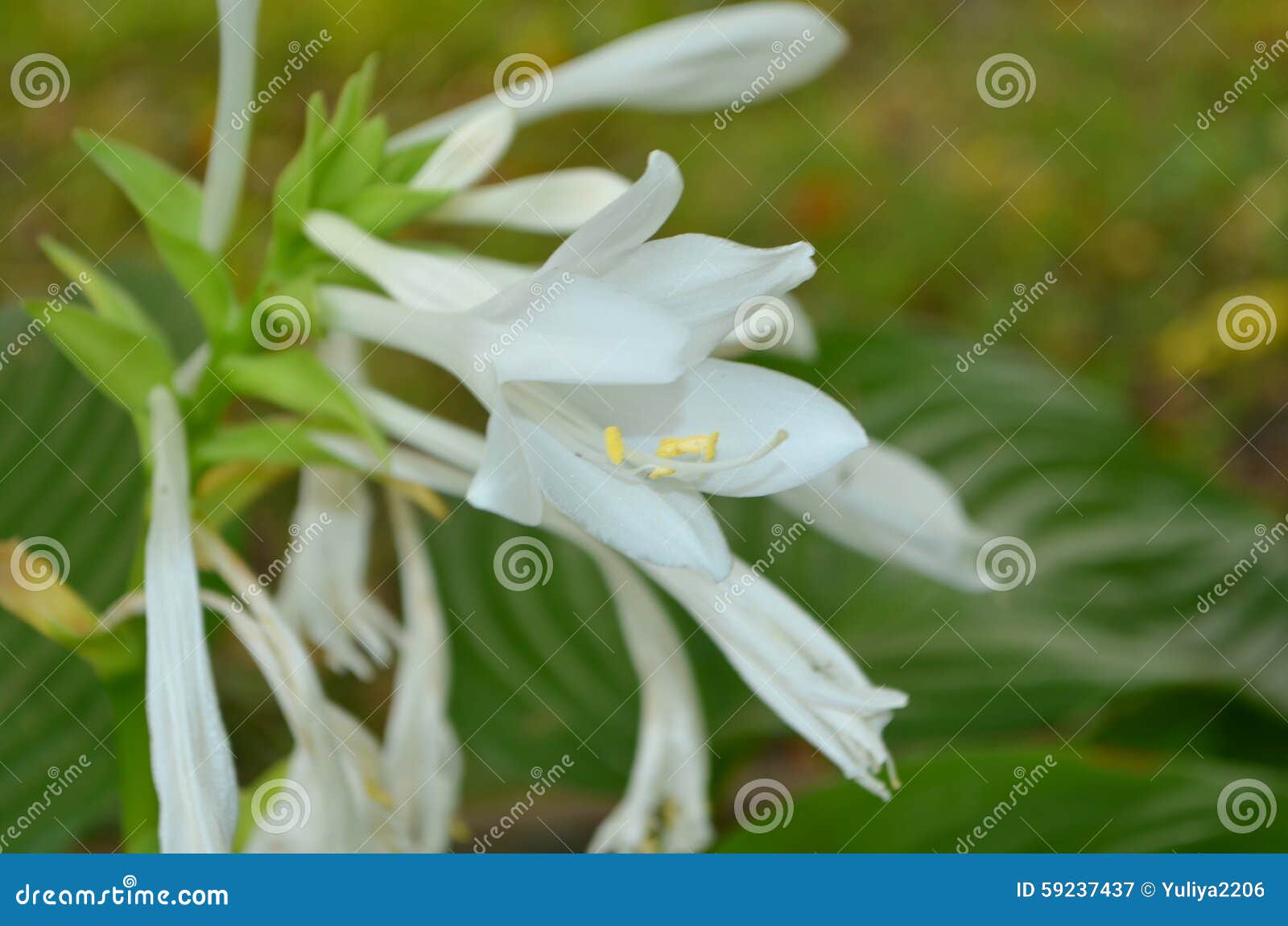 White Hosta Flower Royalty-Free Stock Photography | CartoonDealer.com ...